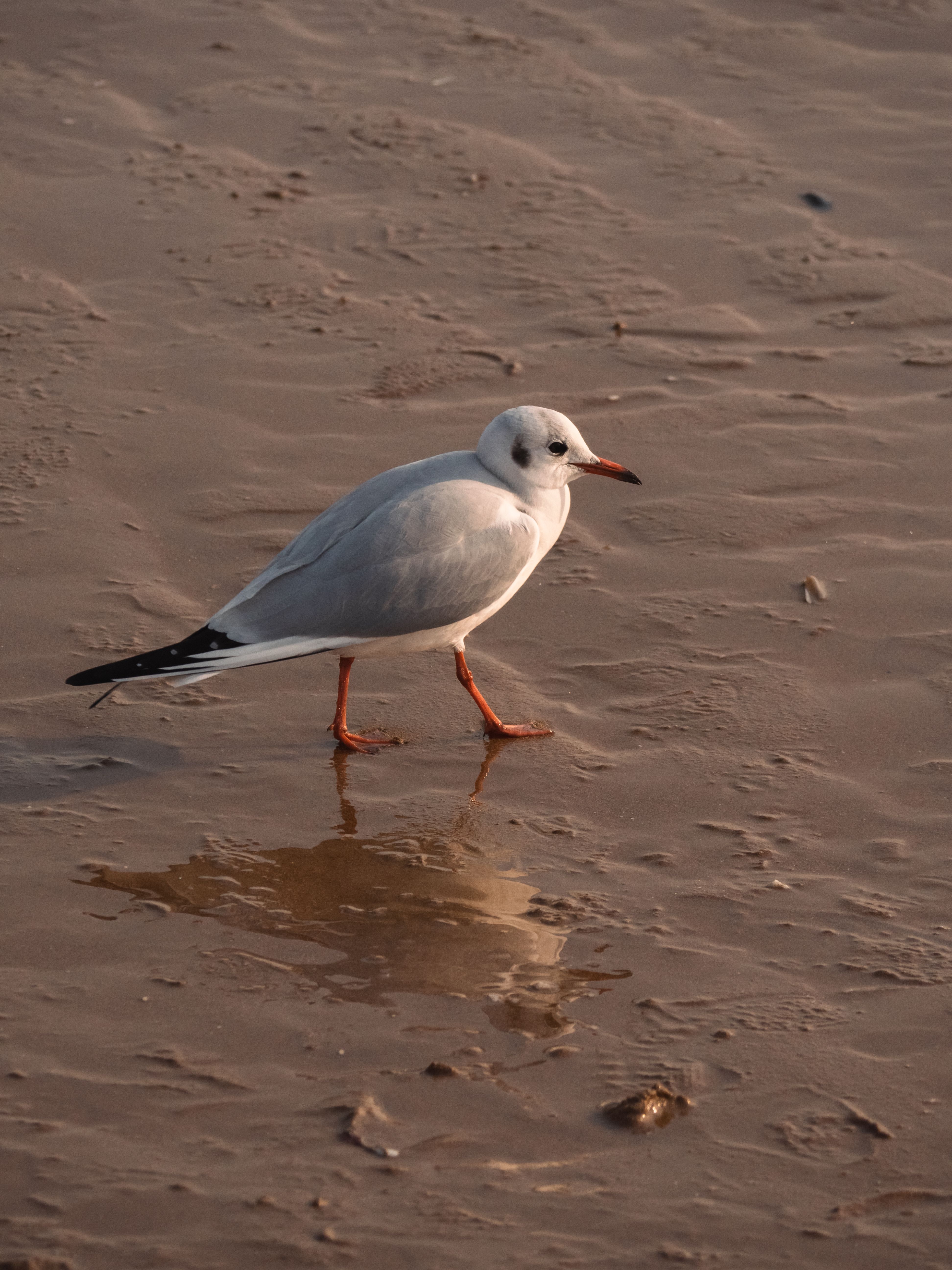 Seagull on Sand · Free Stock Photo