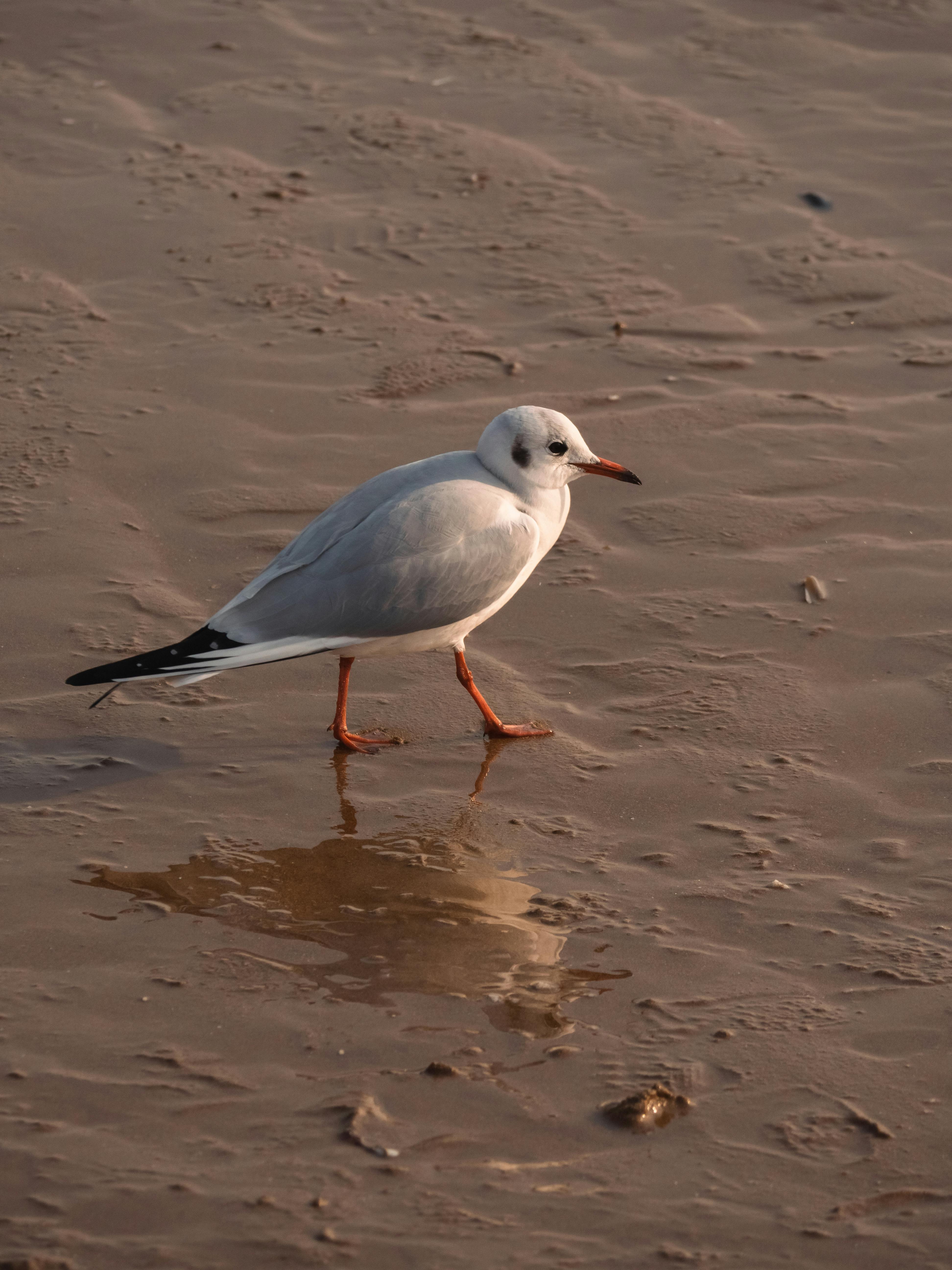 Seagull on Sand · Free Stock Photo