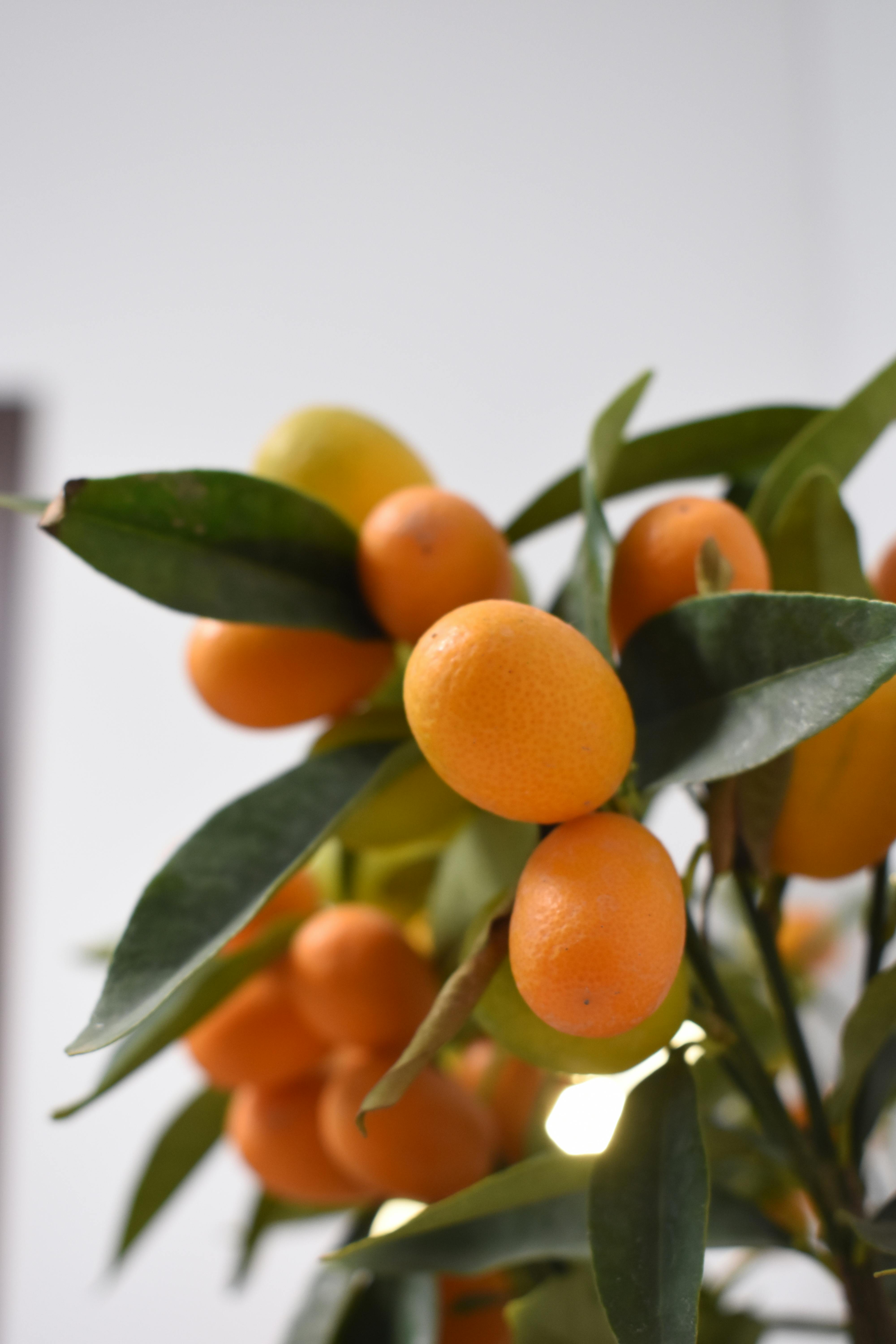 Close up of Tangerines Plant · Free Stock Photo