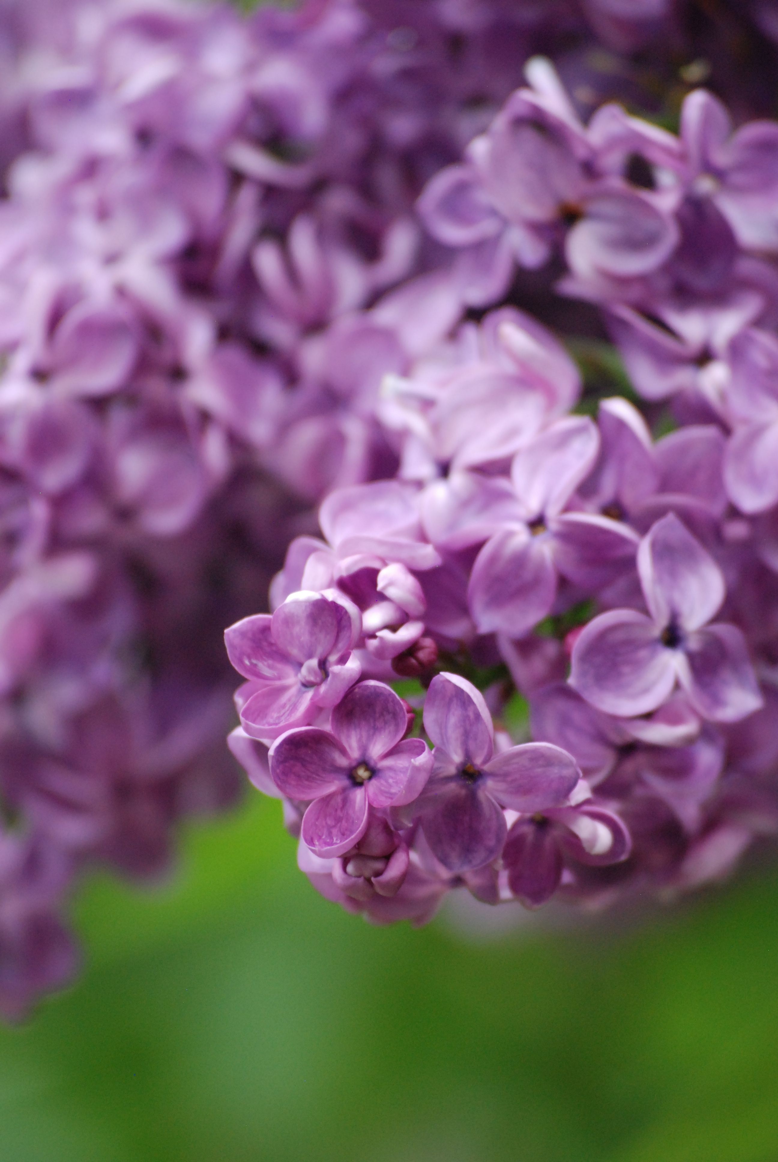 Close-up of Lilac Flowers · Free Stock Photo