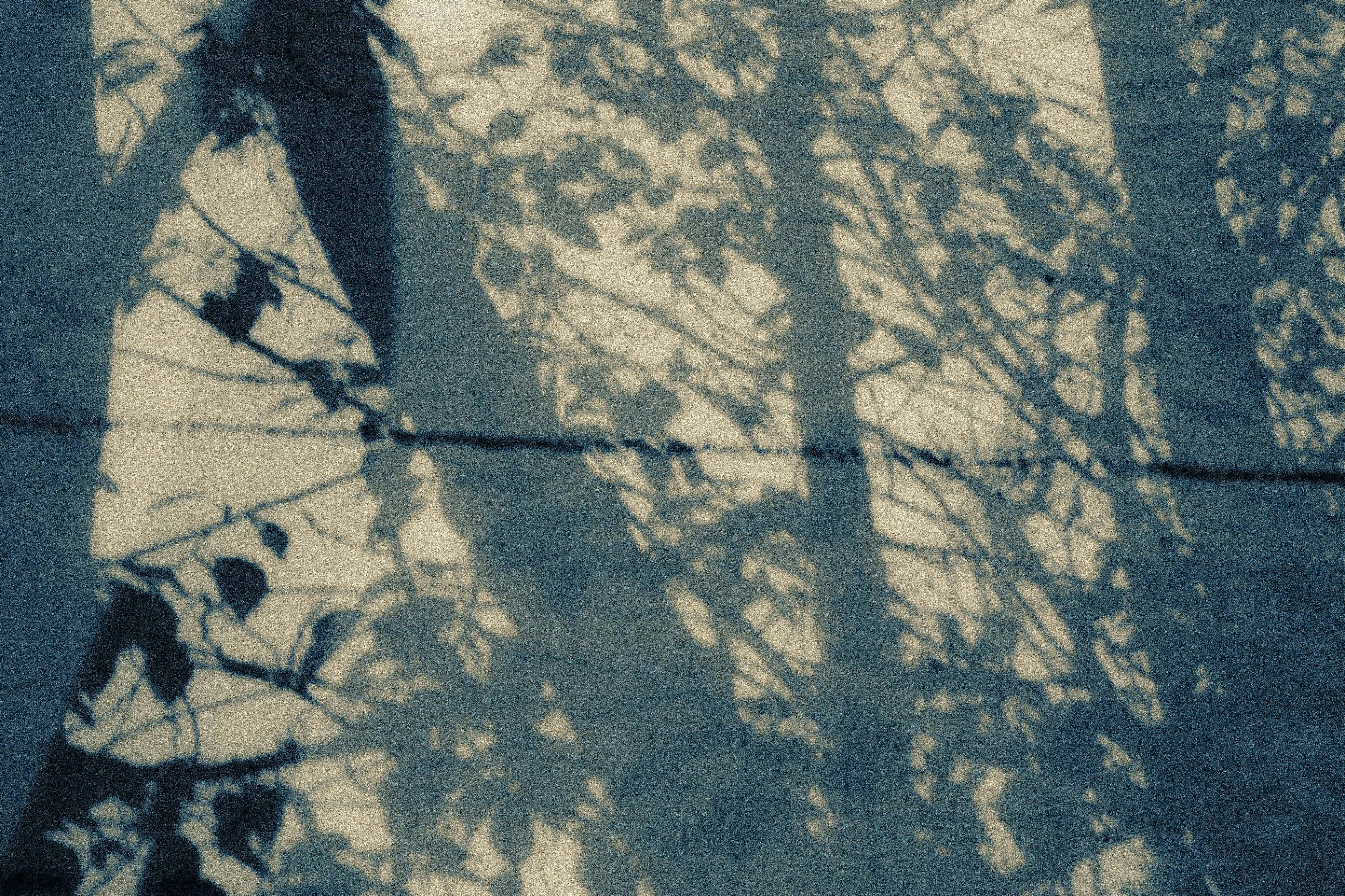 Tree Shadows on Pavement · Free Stock Photo