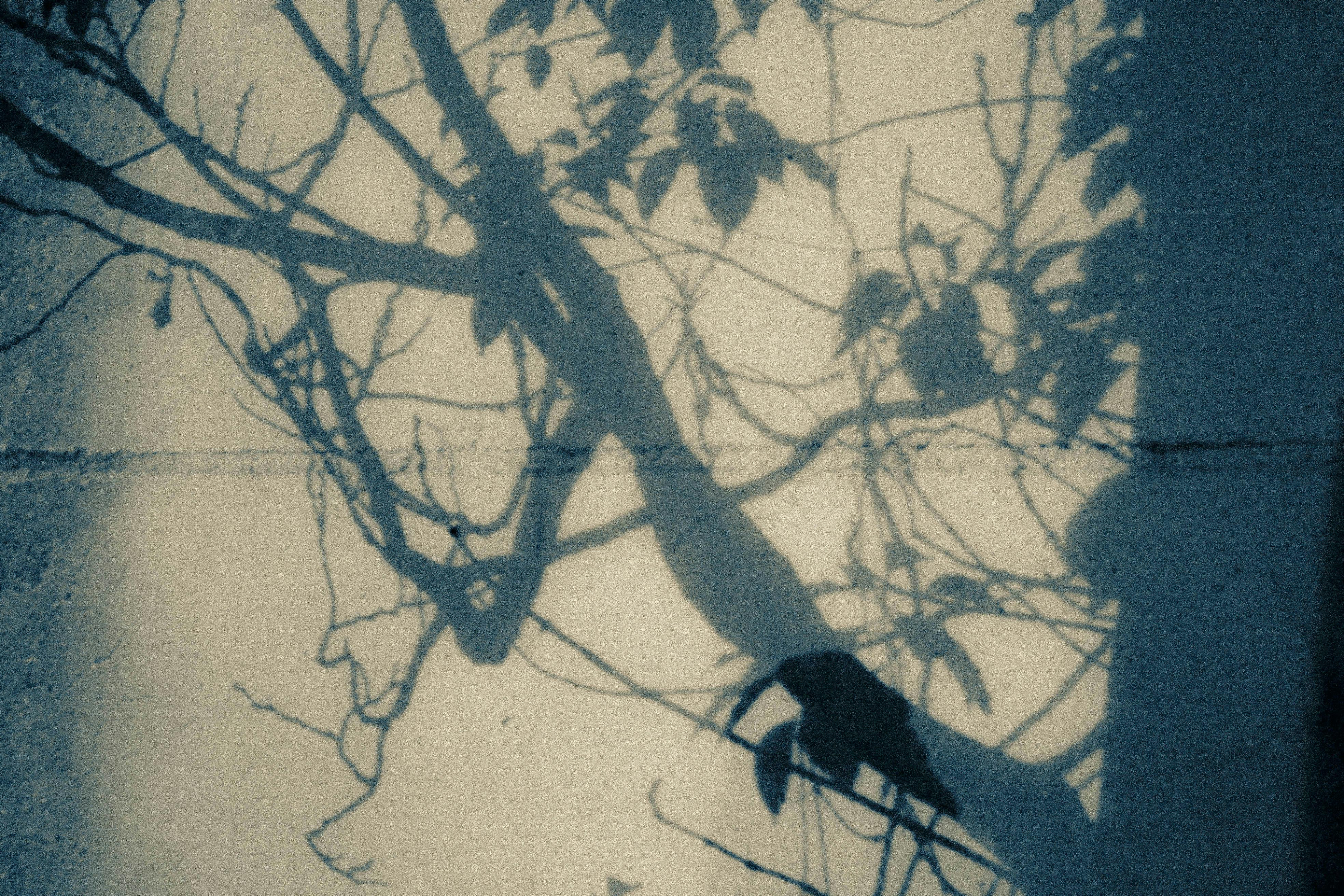 Leaves and Branches Shadows on Wall · Free Stock Photo