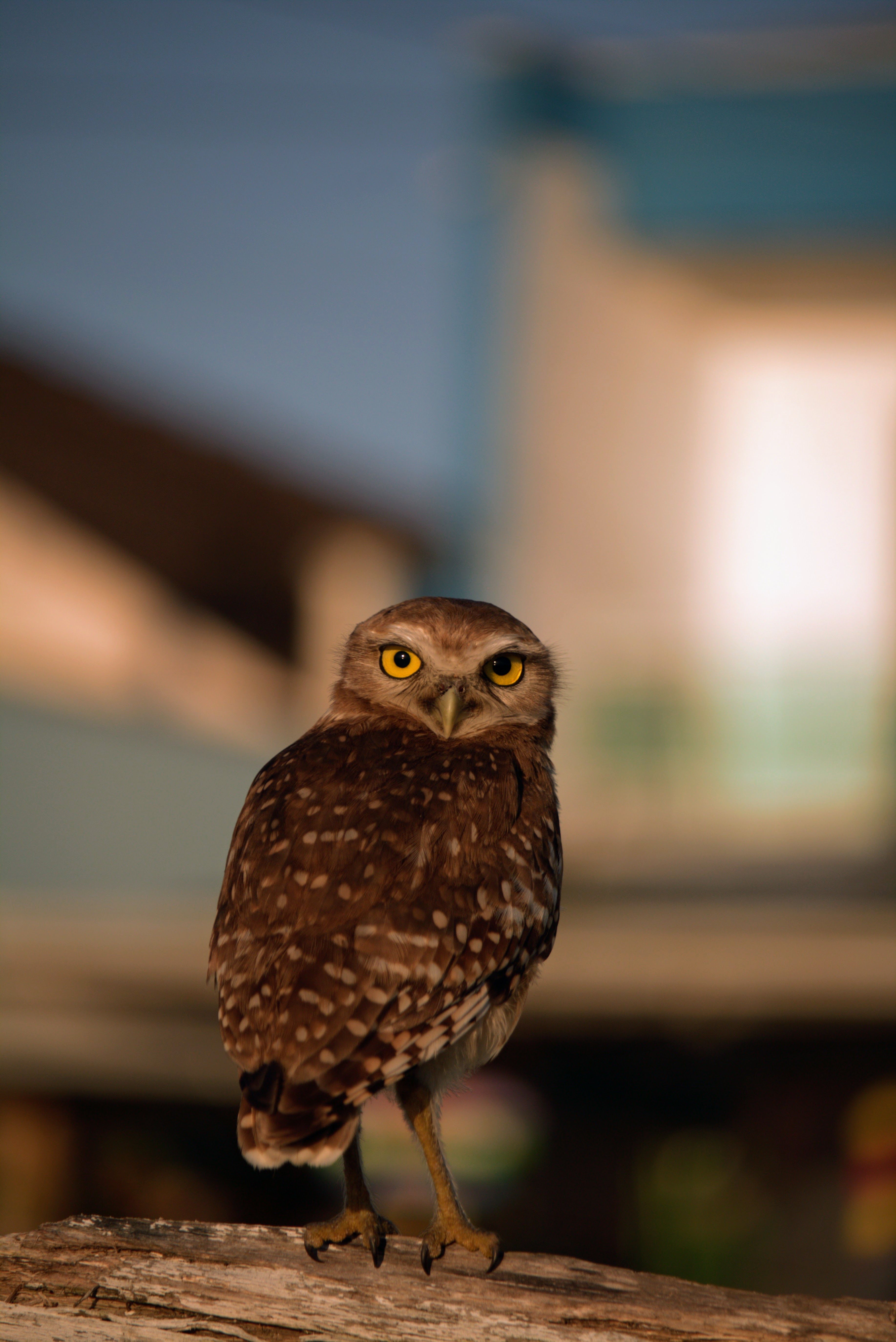 Screen Owl Photos, Download The BEST Free Screen Owl Stock Photos & HD ...
