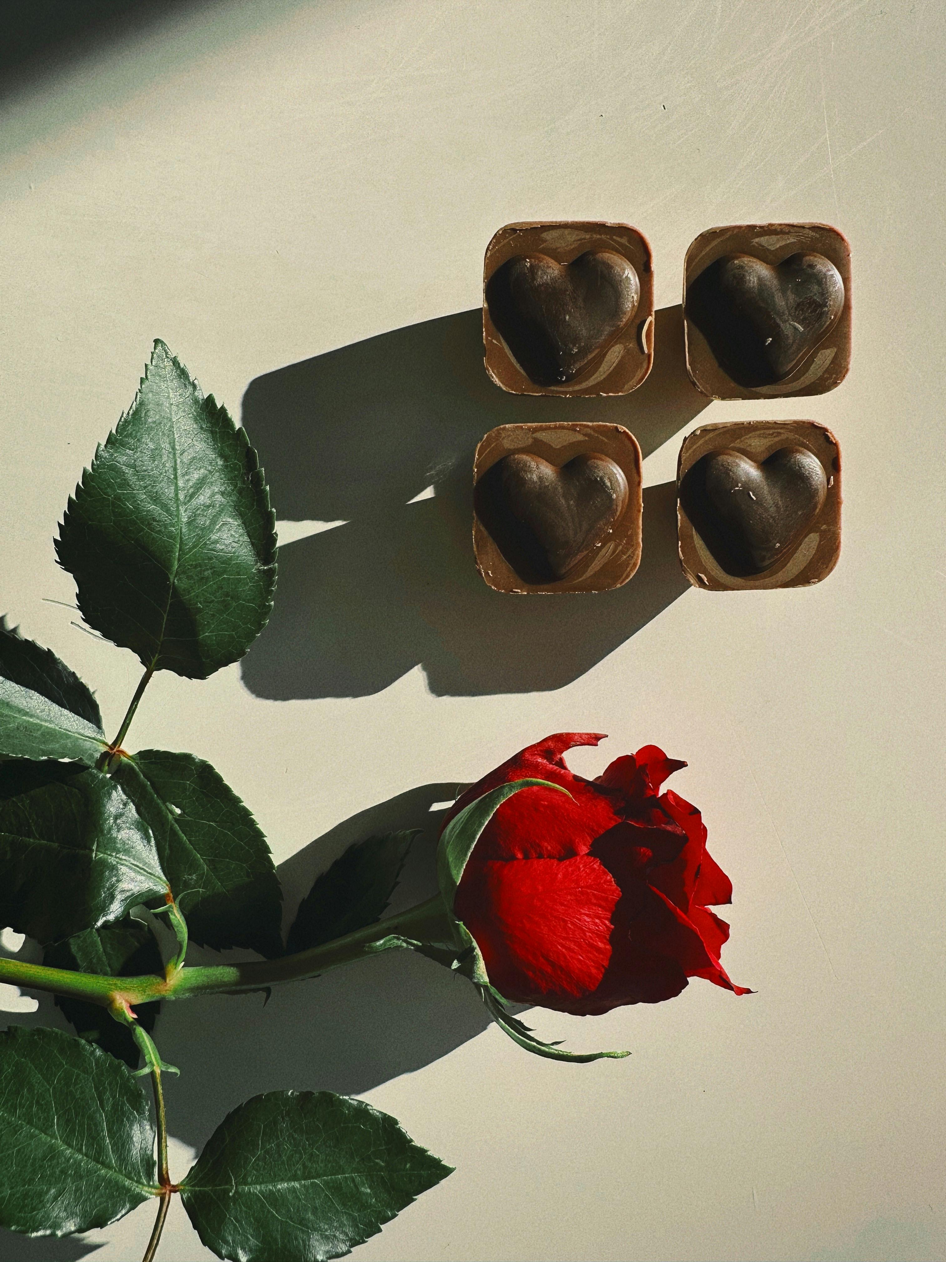 Rose and Chocolates · Free Stock Photo