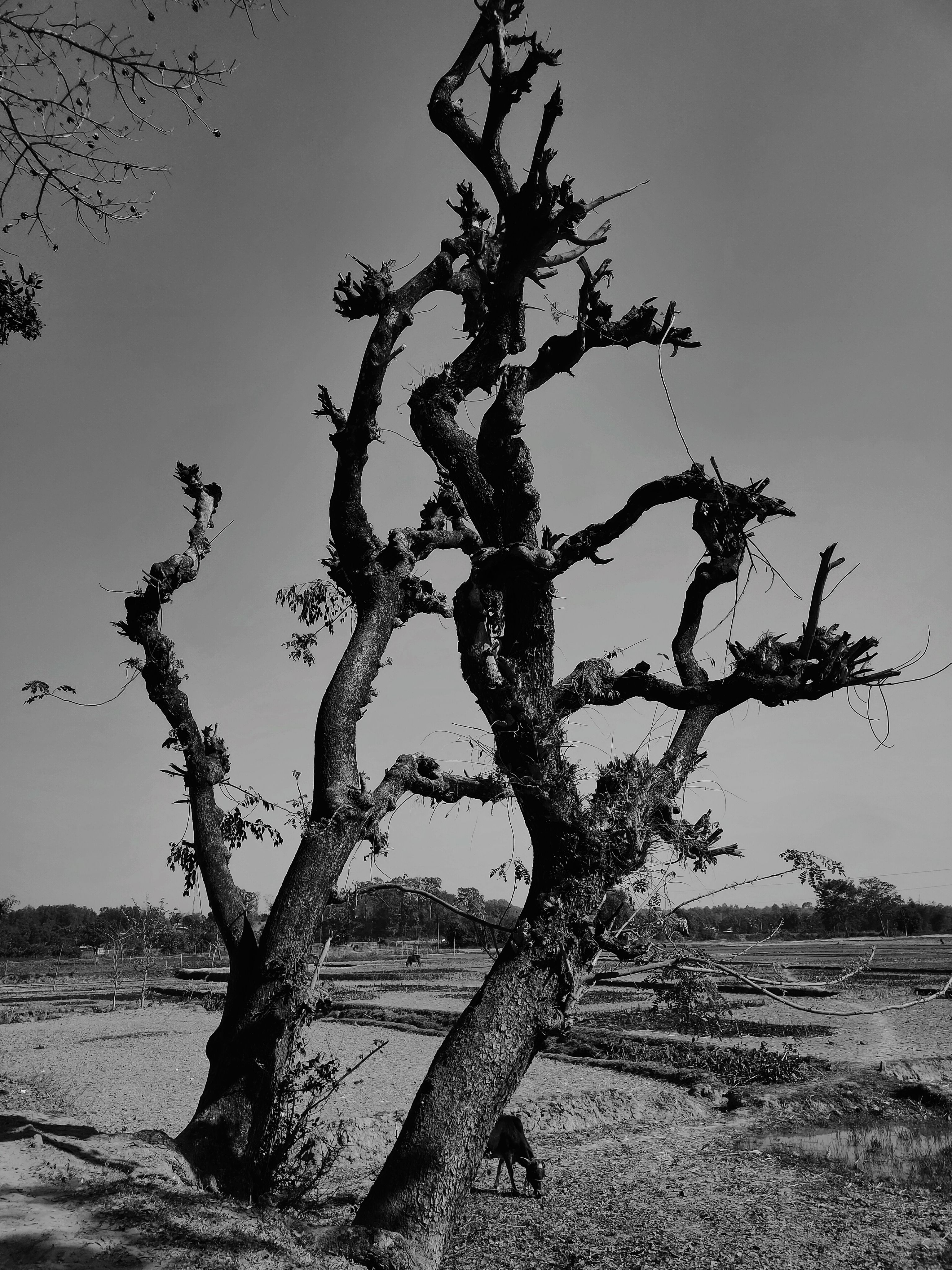 Withered Trees in Black and White · Free Stock Photo