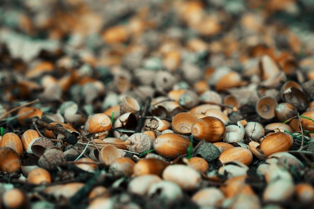 Acorn Toxicity Dogs ASPCA: Prevention & Treatment Guide