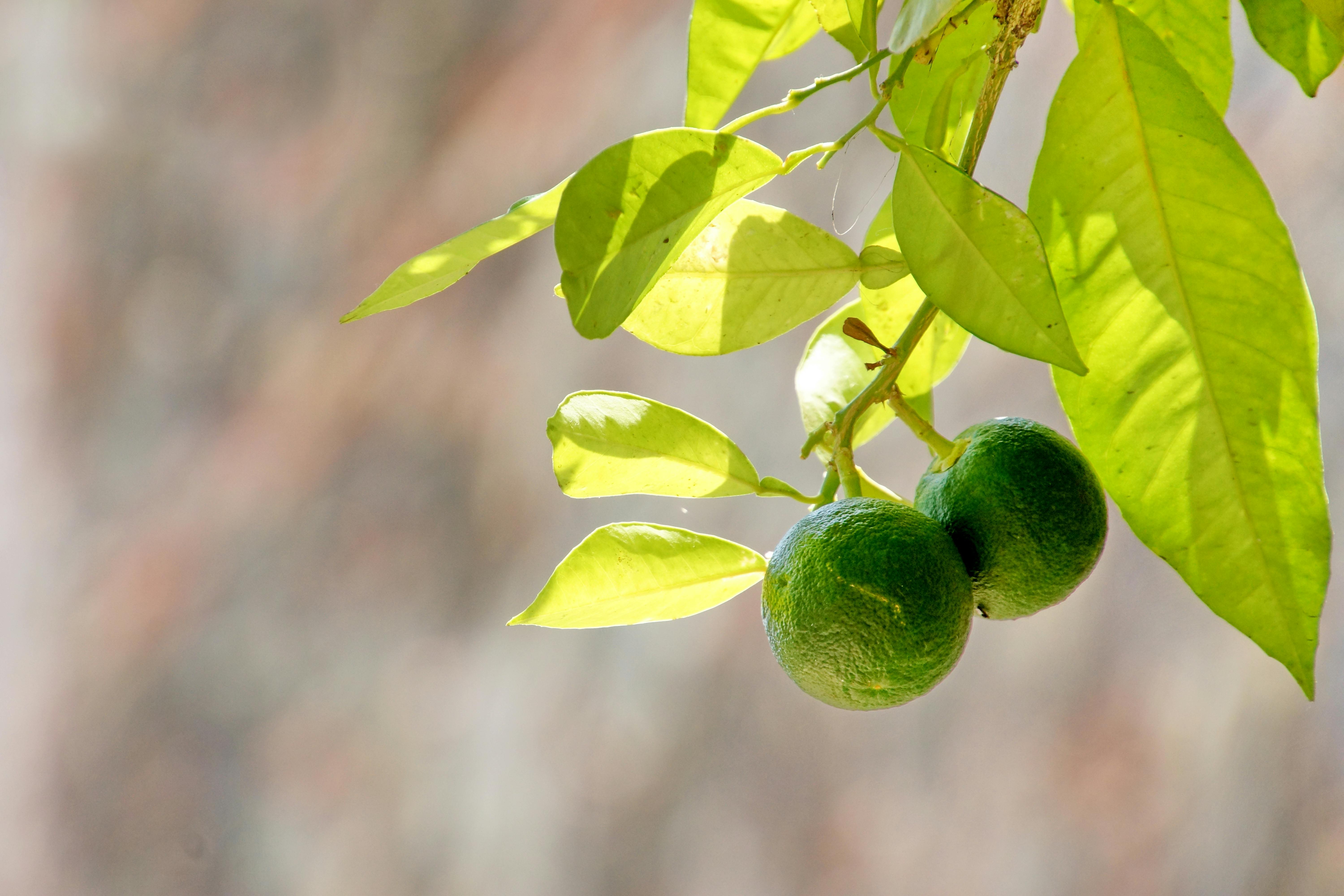 Lime Tree Photos, Download The BEST Free Lime Tree Stock Photos & HD Images