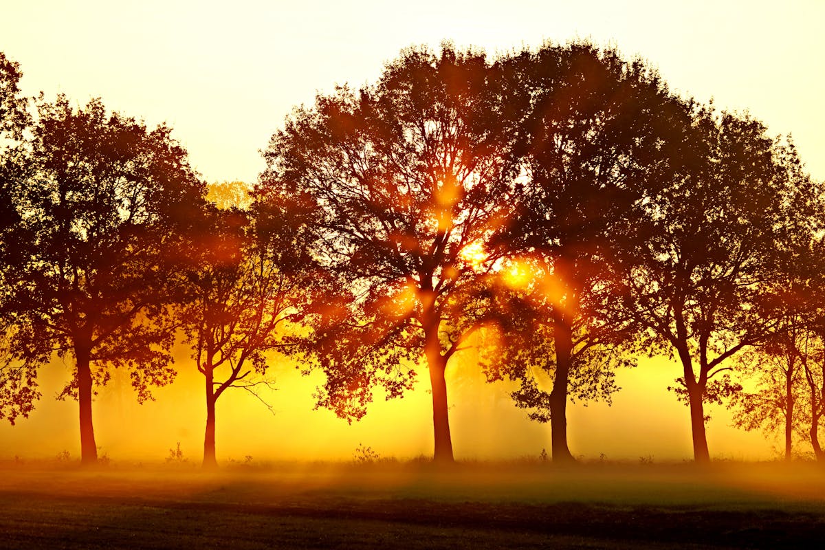 Sunset In Trees Photos, Download The BEST Free Sunset In Trees Stock ...