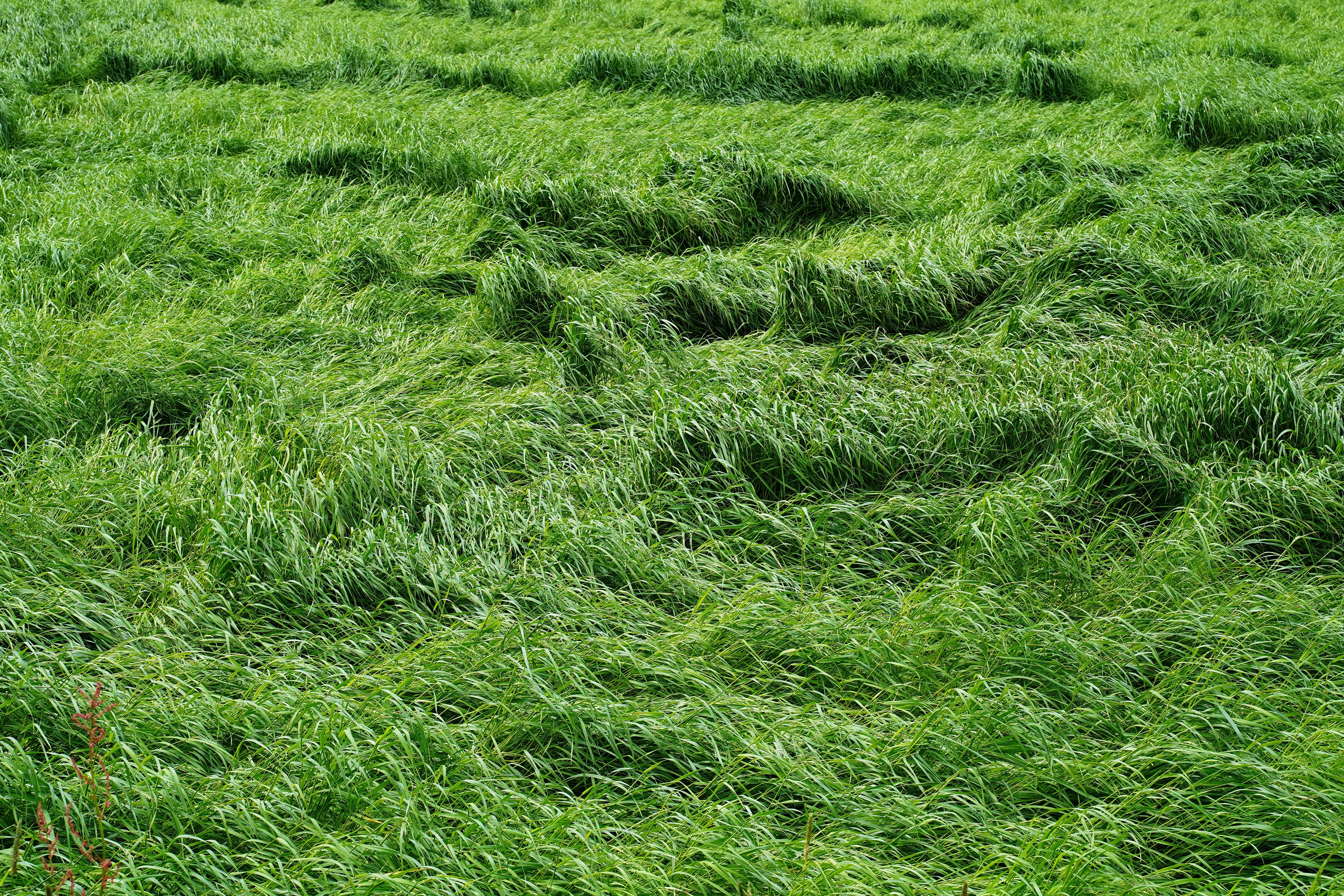 Green Grass on Ground · Free Stock Photo