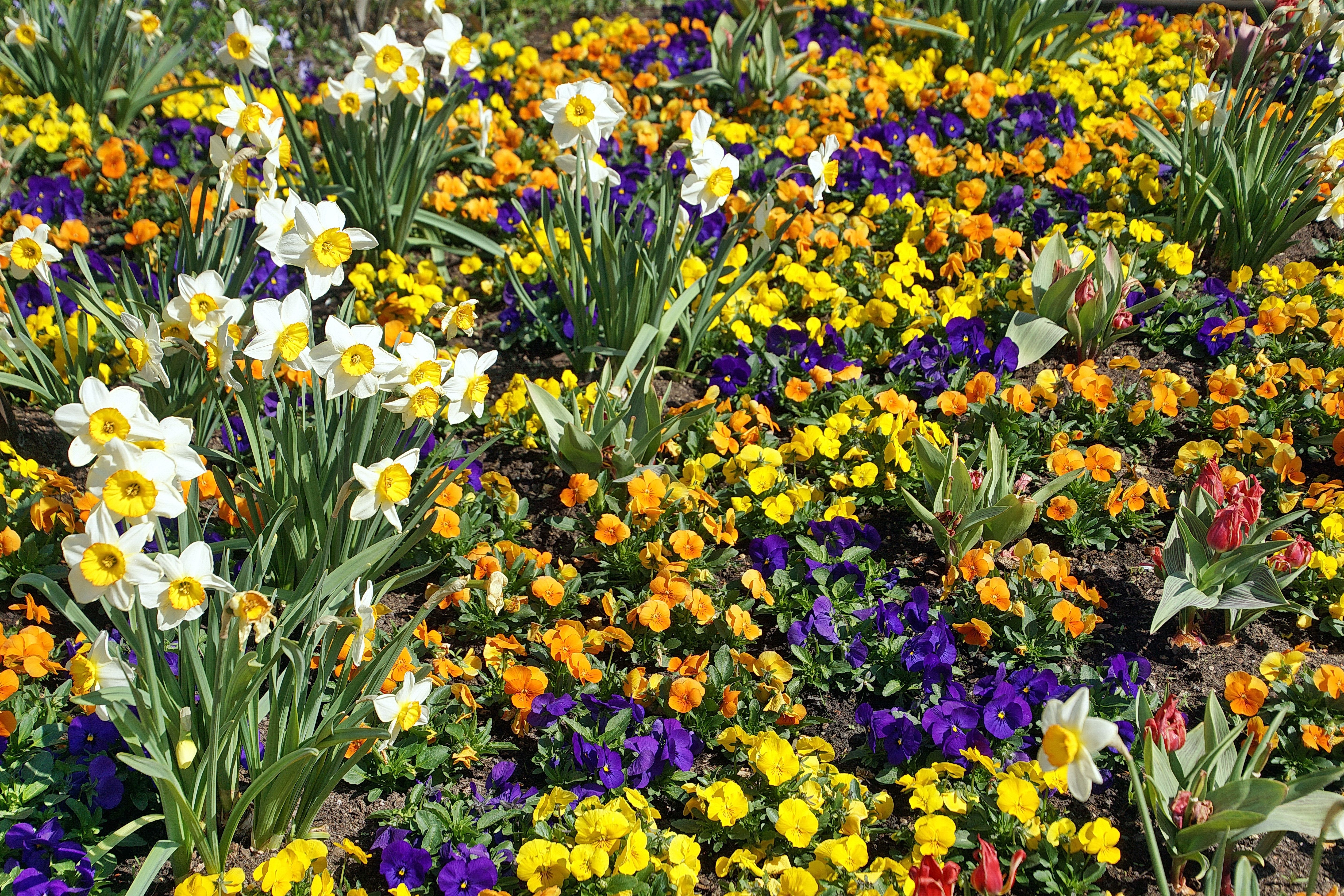 Close up of Colorful Flowers · Free Stock Photo