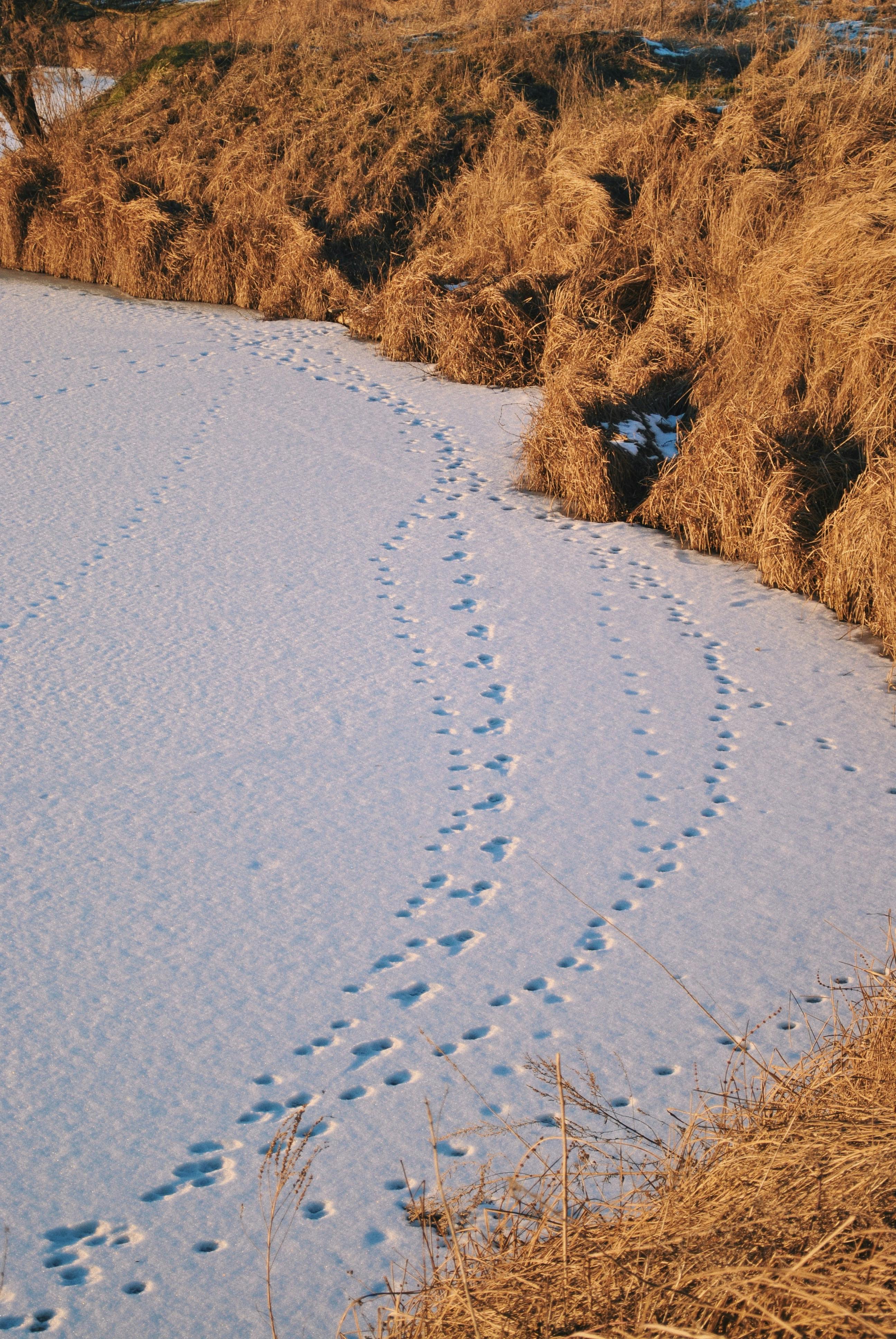 Trailing Photos, Download The BEST Free Trailing Stock Photos & HD Images