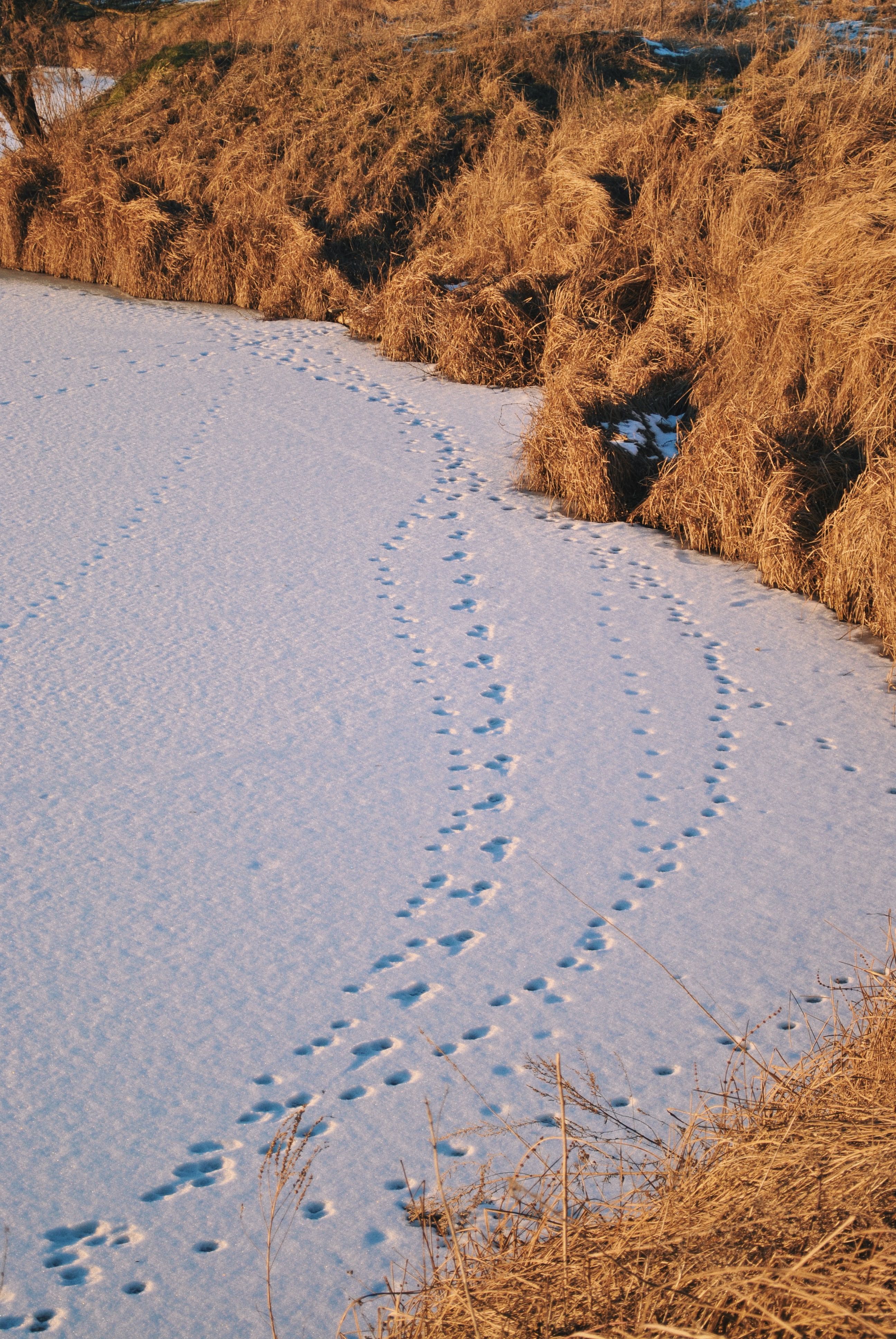 Animal Foot Prints on Snow Near Mountain at Daytime · Free Stock Photo