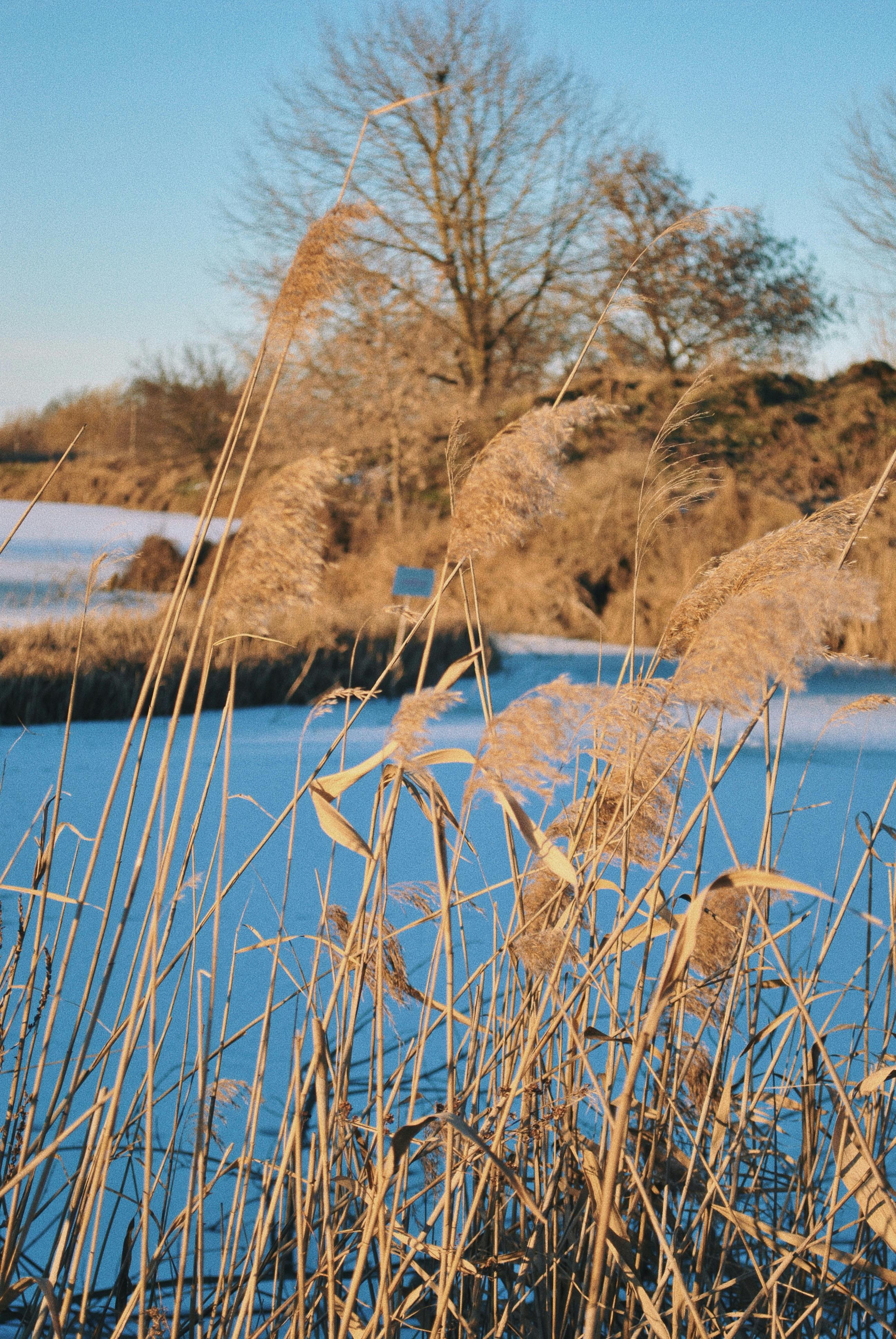 Water Reeds Growing on Shore of Frozen Lake · Free Stock Photo