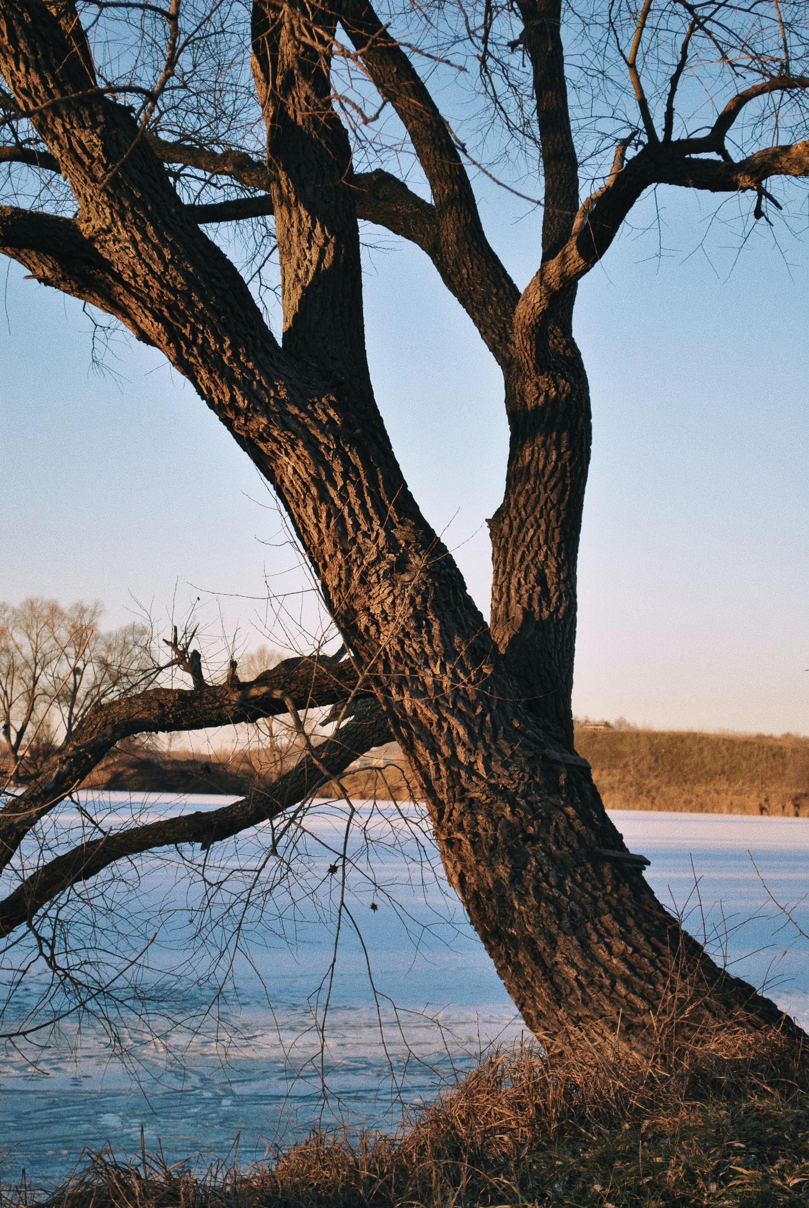 Tree Growing on Riverbank · Free Stock Photo