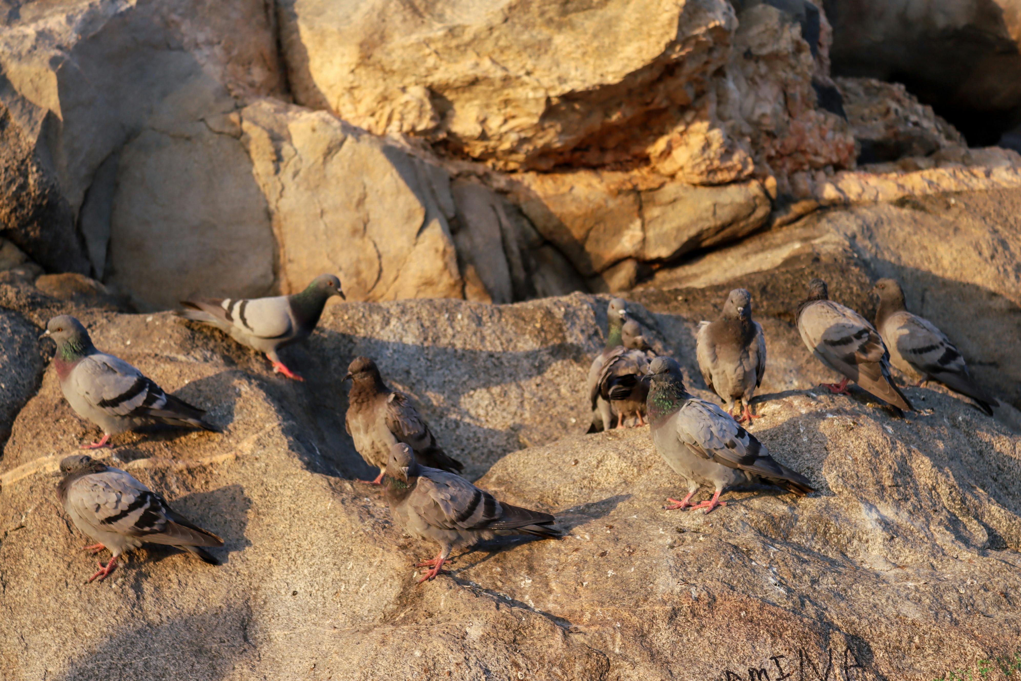 Close up of Pigeons on Rocks · Free Stock Photo