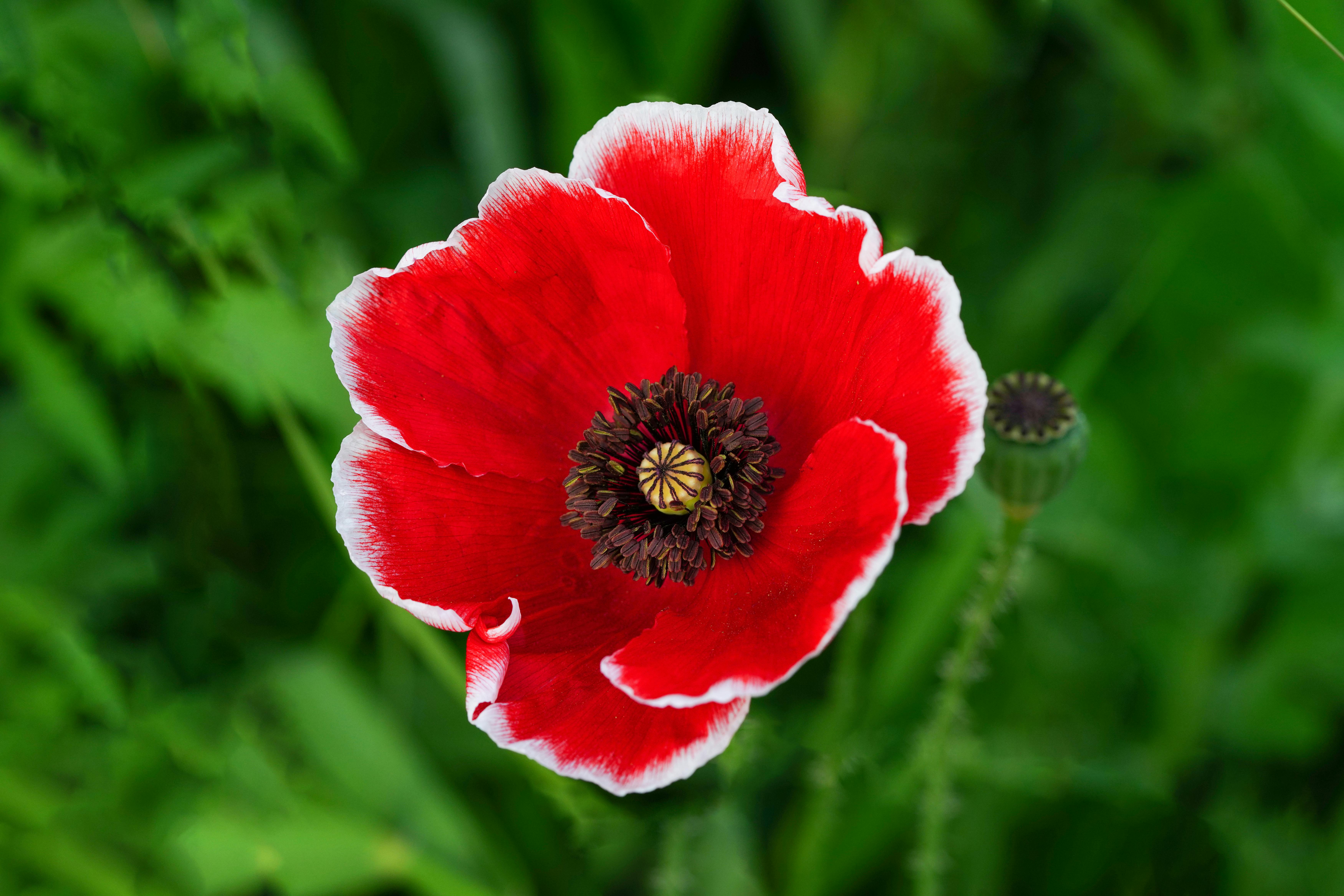 Close up of Poppy Flower · Free Stock Photo