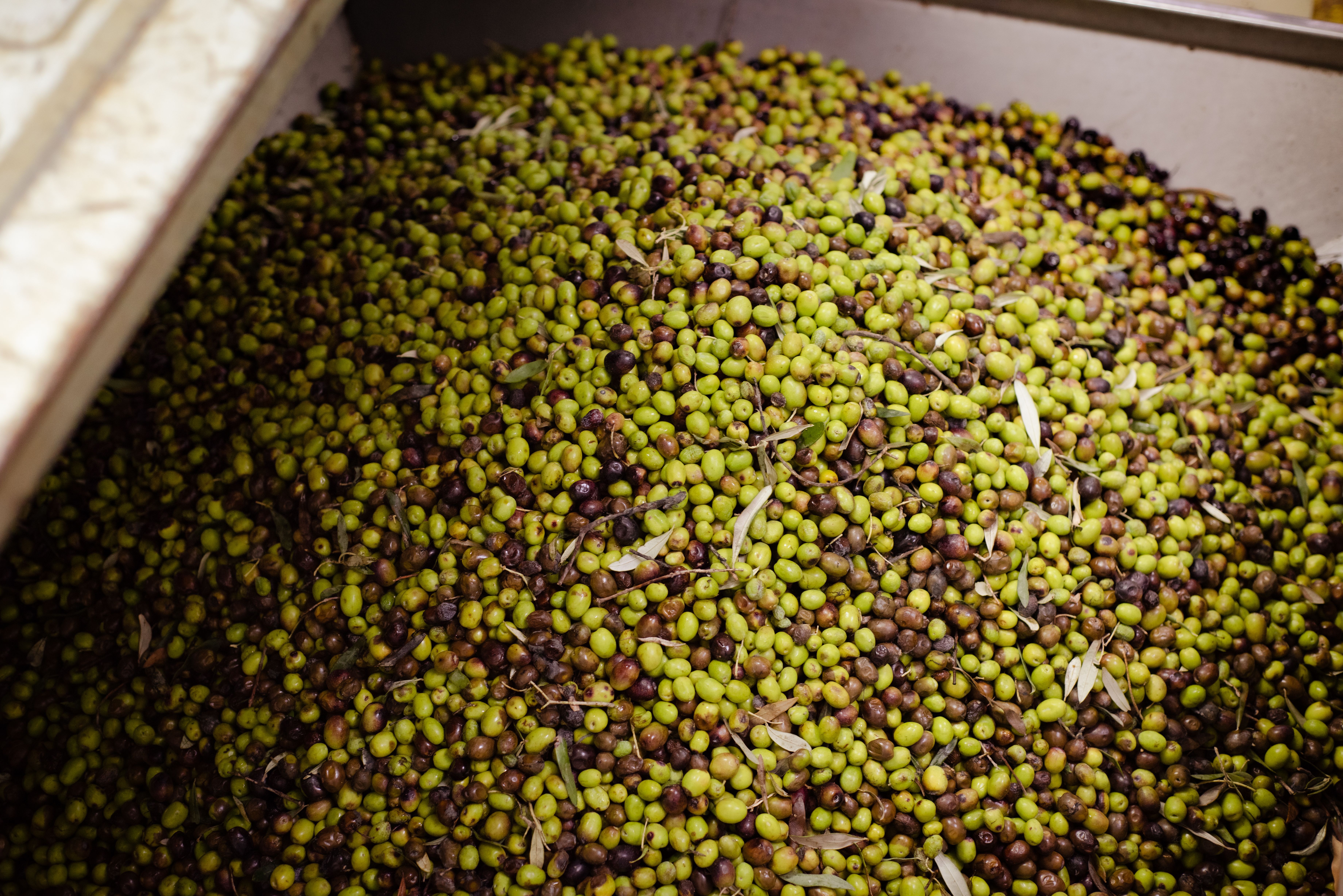 Olive Container Photos, Download The BEST Free Olive Container Stock ...