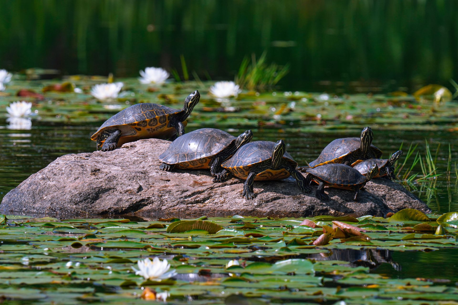 Box Turtles of North America: Easy Guide to Care & Habitat