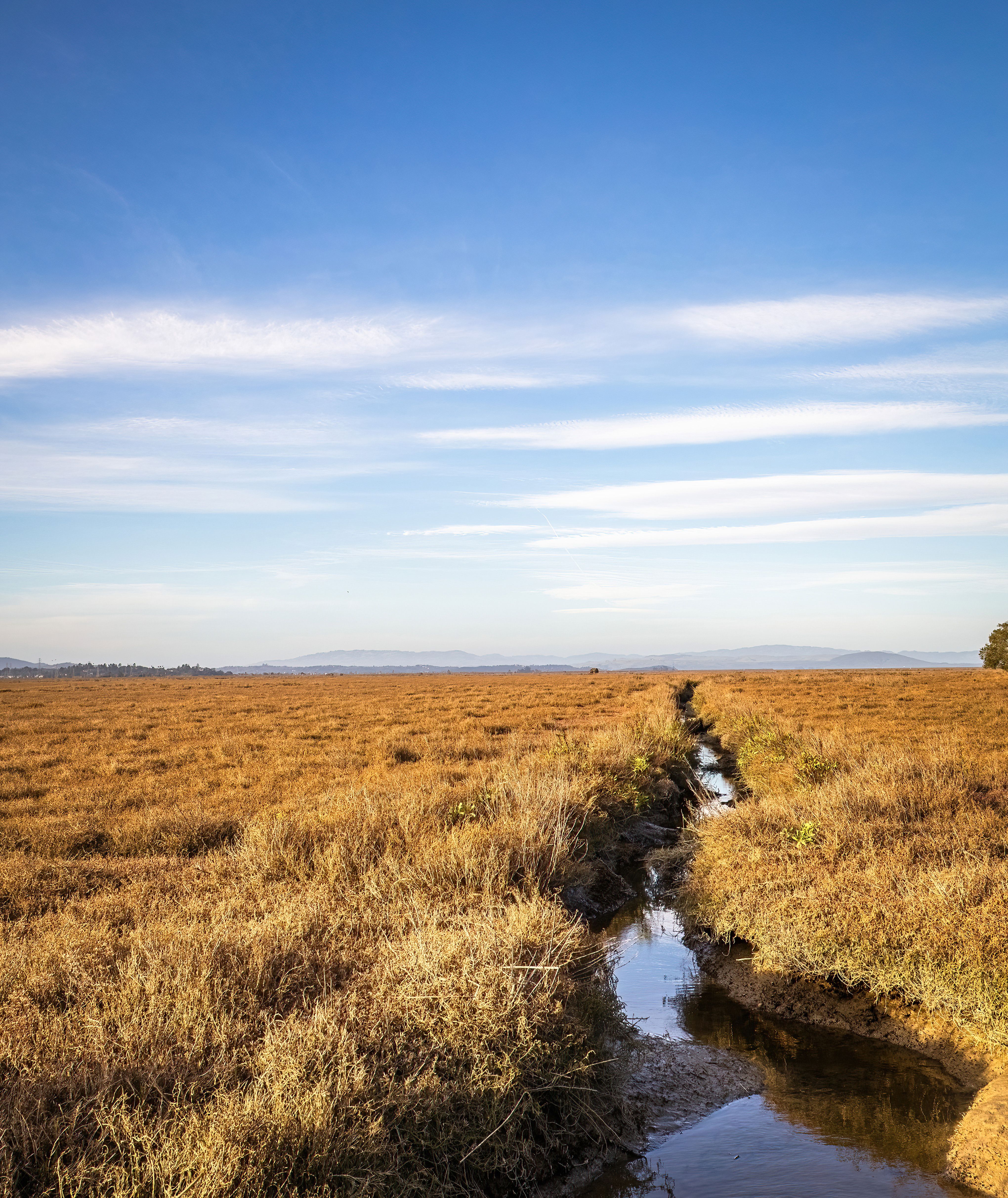 Stream on Grassland · Free Stock Photo
