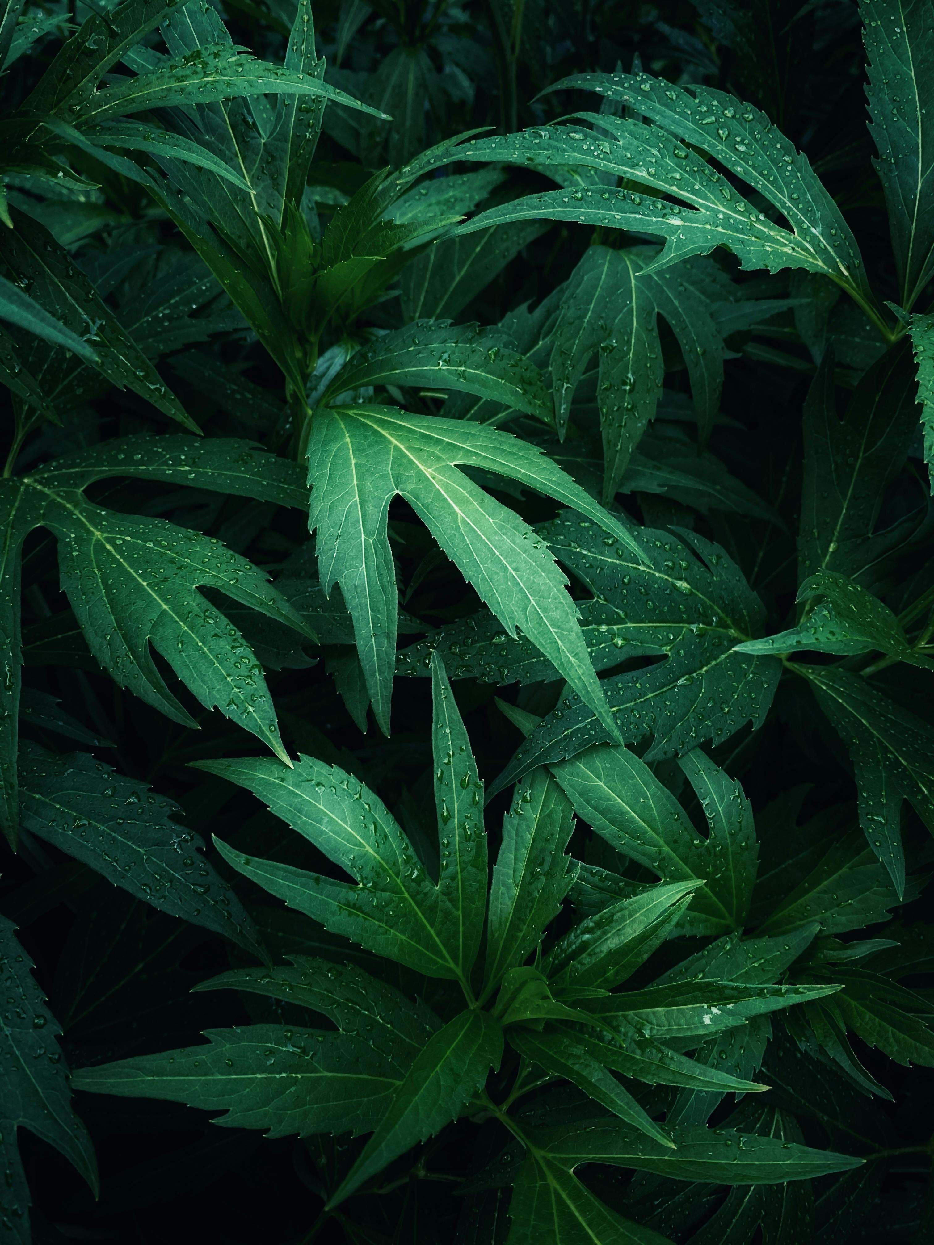 Close-up of Cannabis Green Leaves · Free Stock Photo