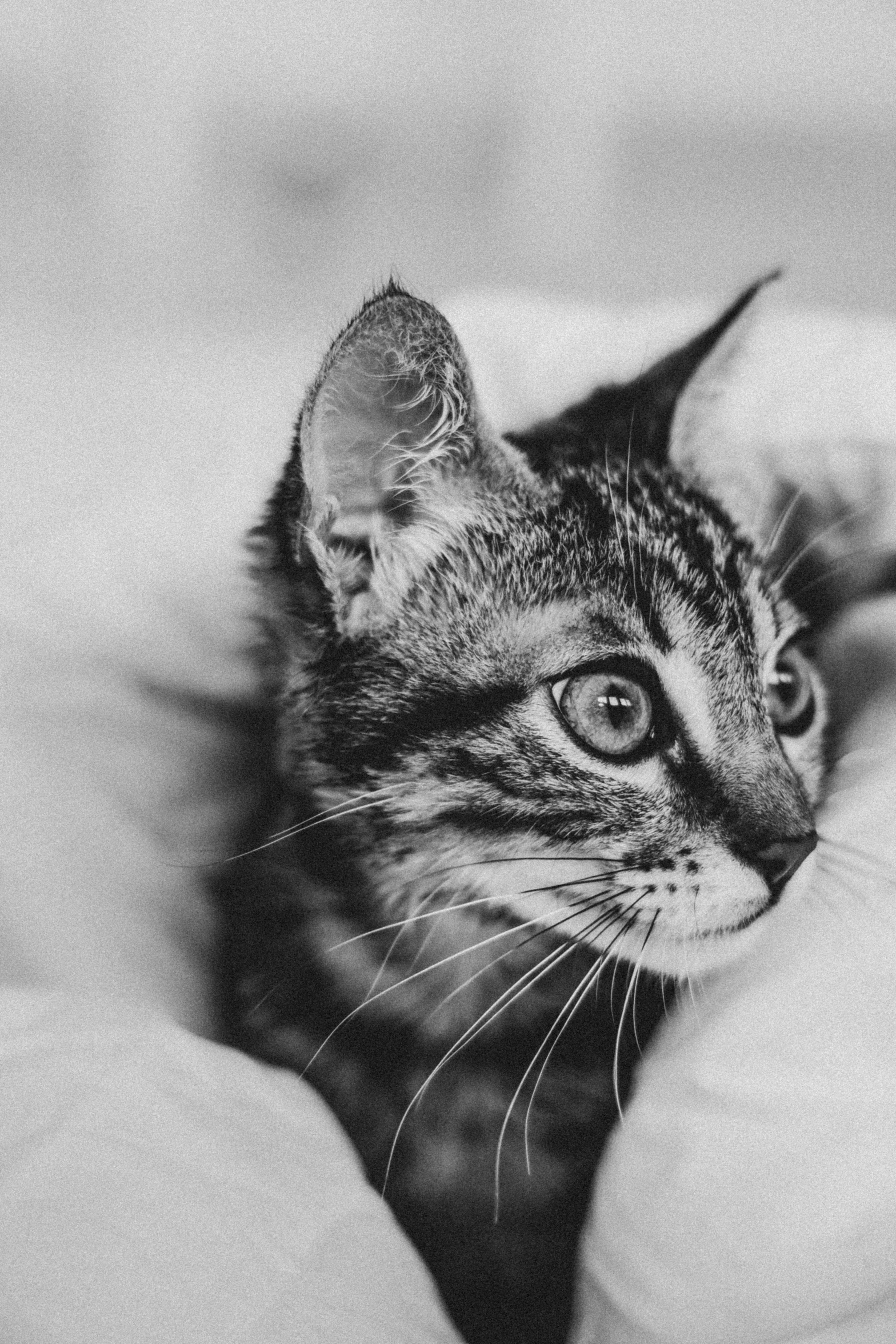 Cat Head in Black and White · Free Stock Photo