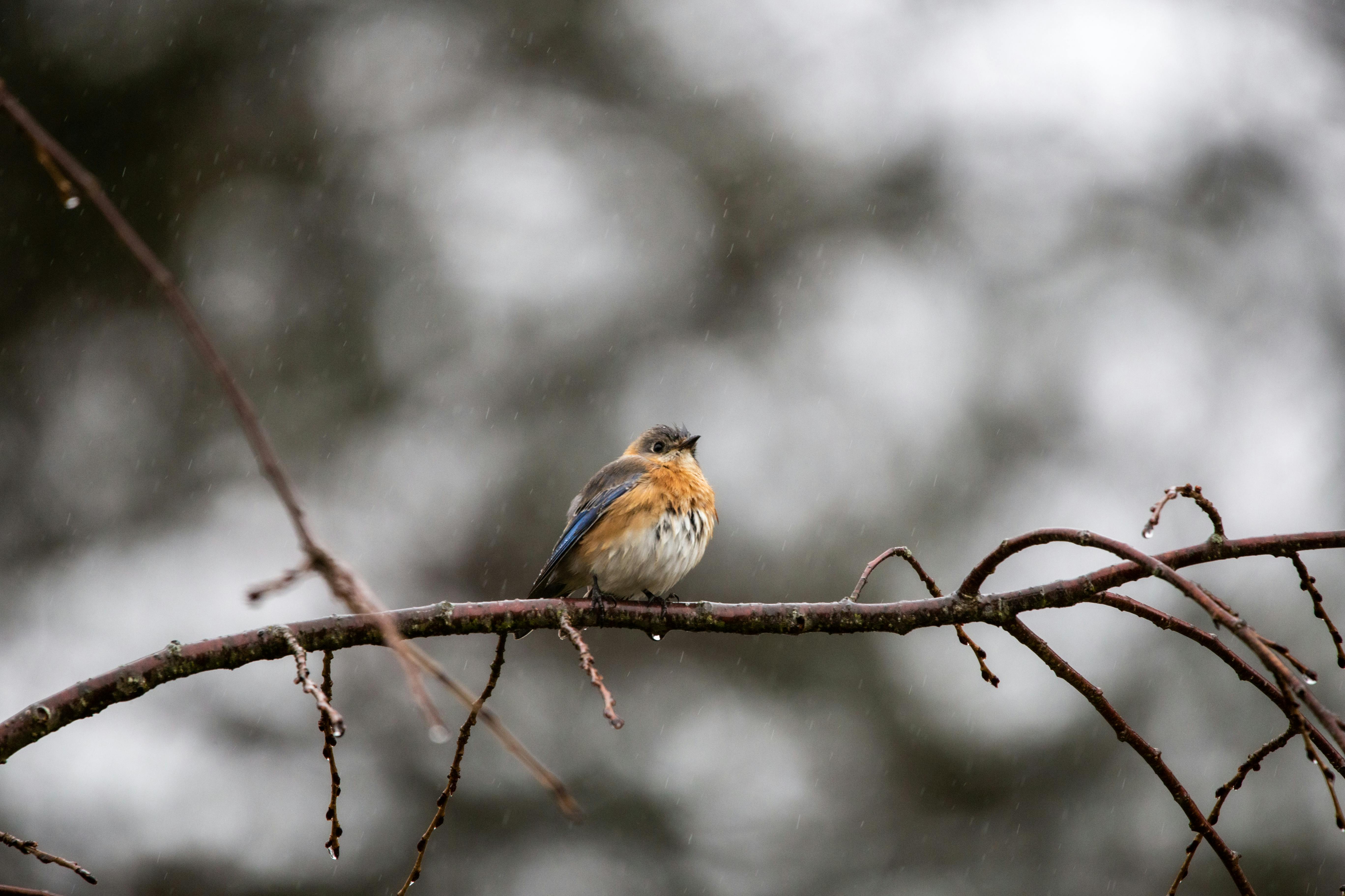 Bird Perching on Bush · Free Stock Photo