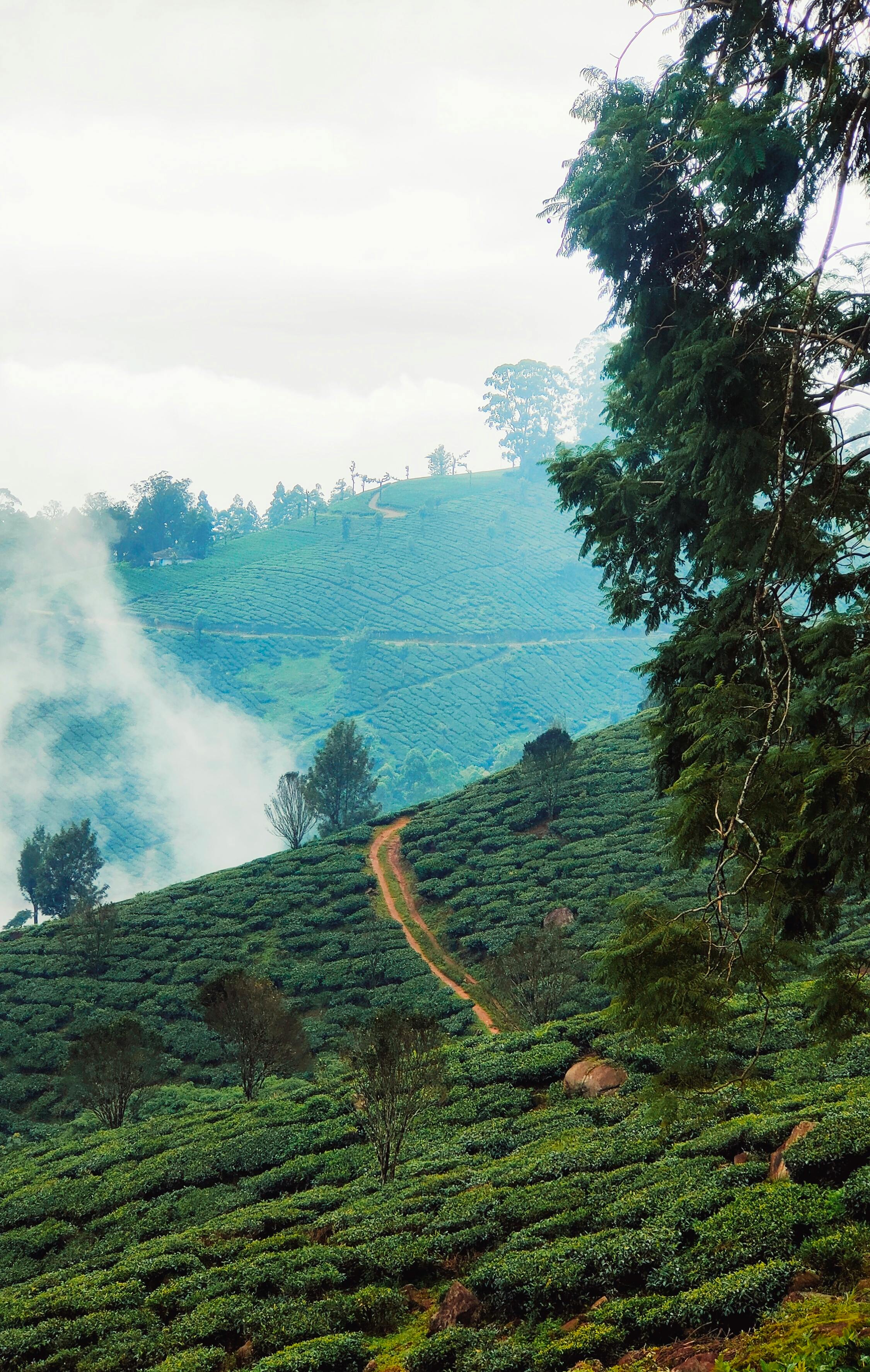 Foggy Path Photos, Download The BEST Free Foggy Path Stock Photos & HD ...