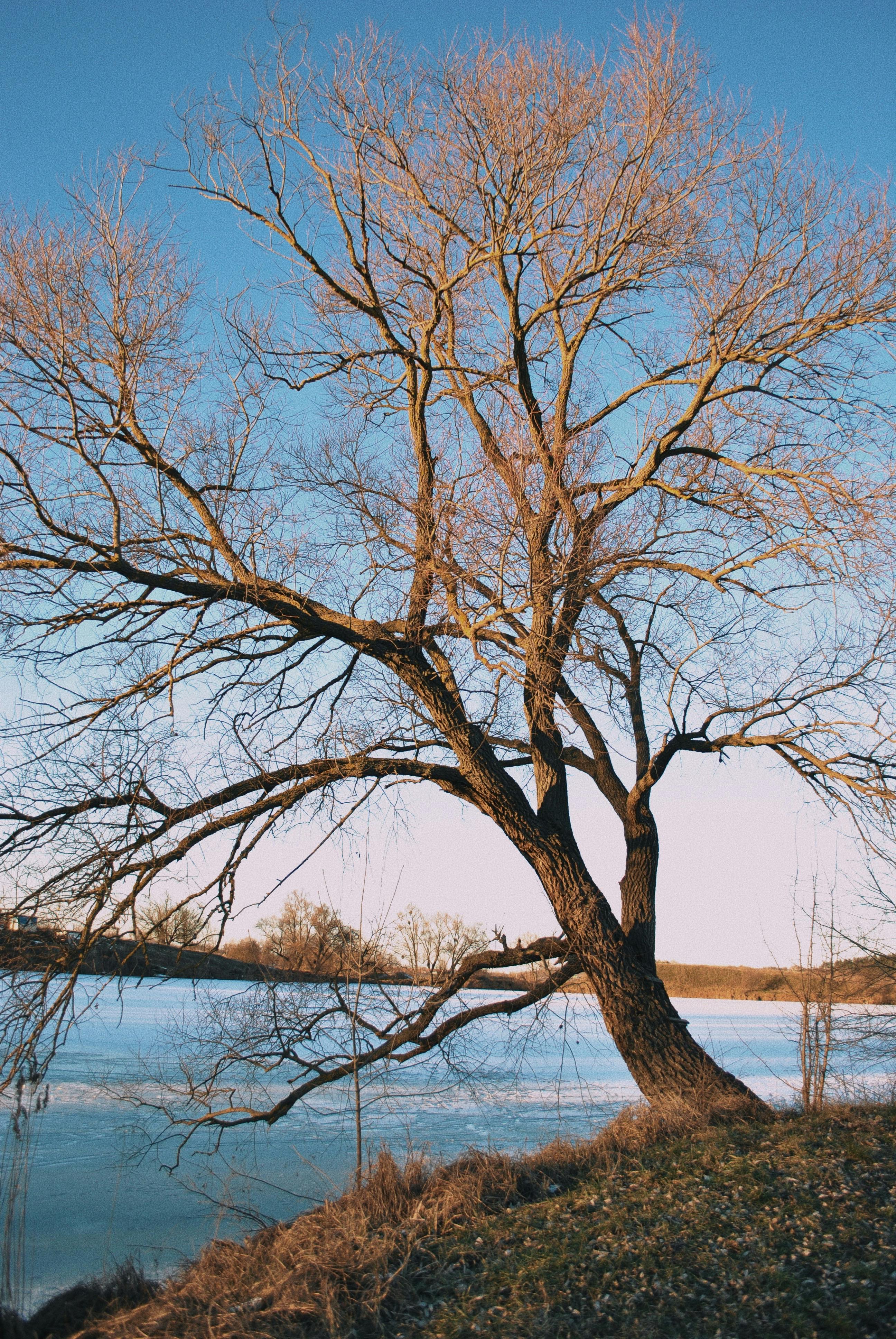 A tree is standing in front of a lake · Free Stock Photo