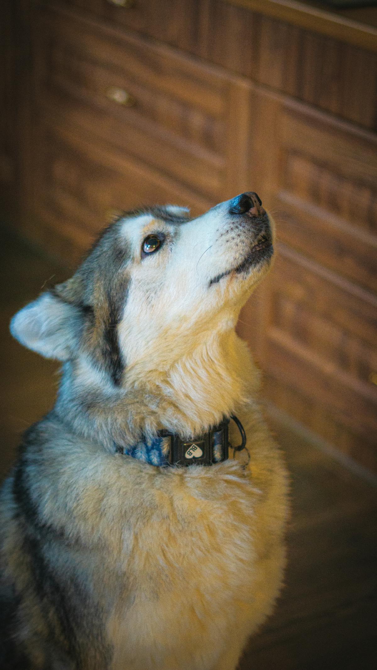 Husky Wallpaper Photos, Download The BEST Free Husky Wallpaper Stock ...