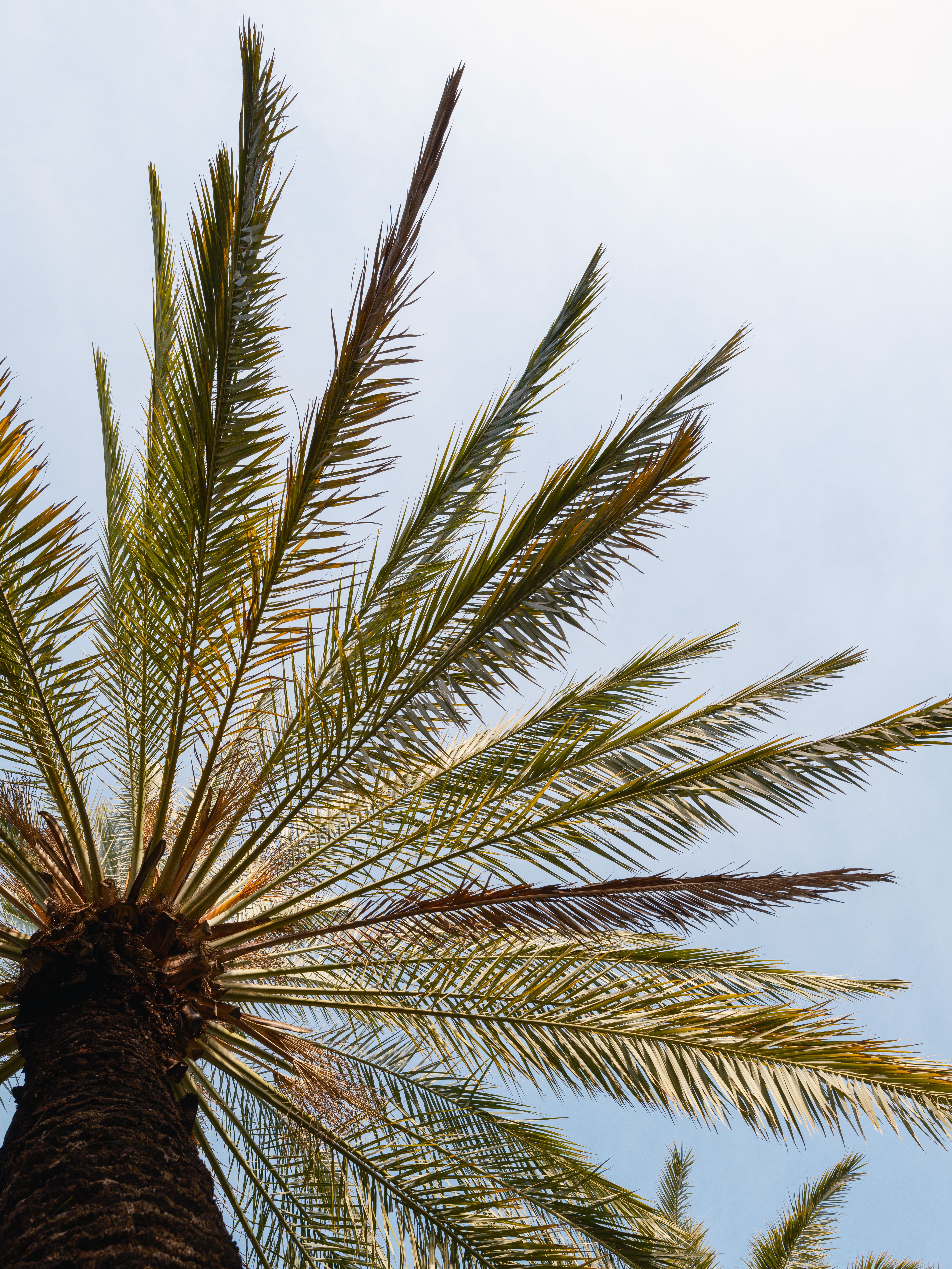 Low Angle Shot of a Palm Tree · Free Stock Photo