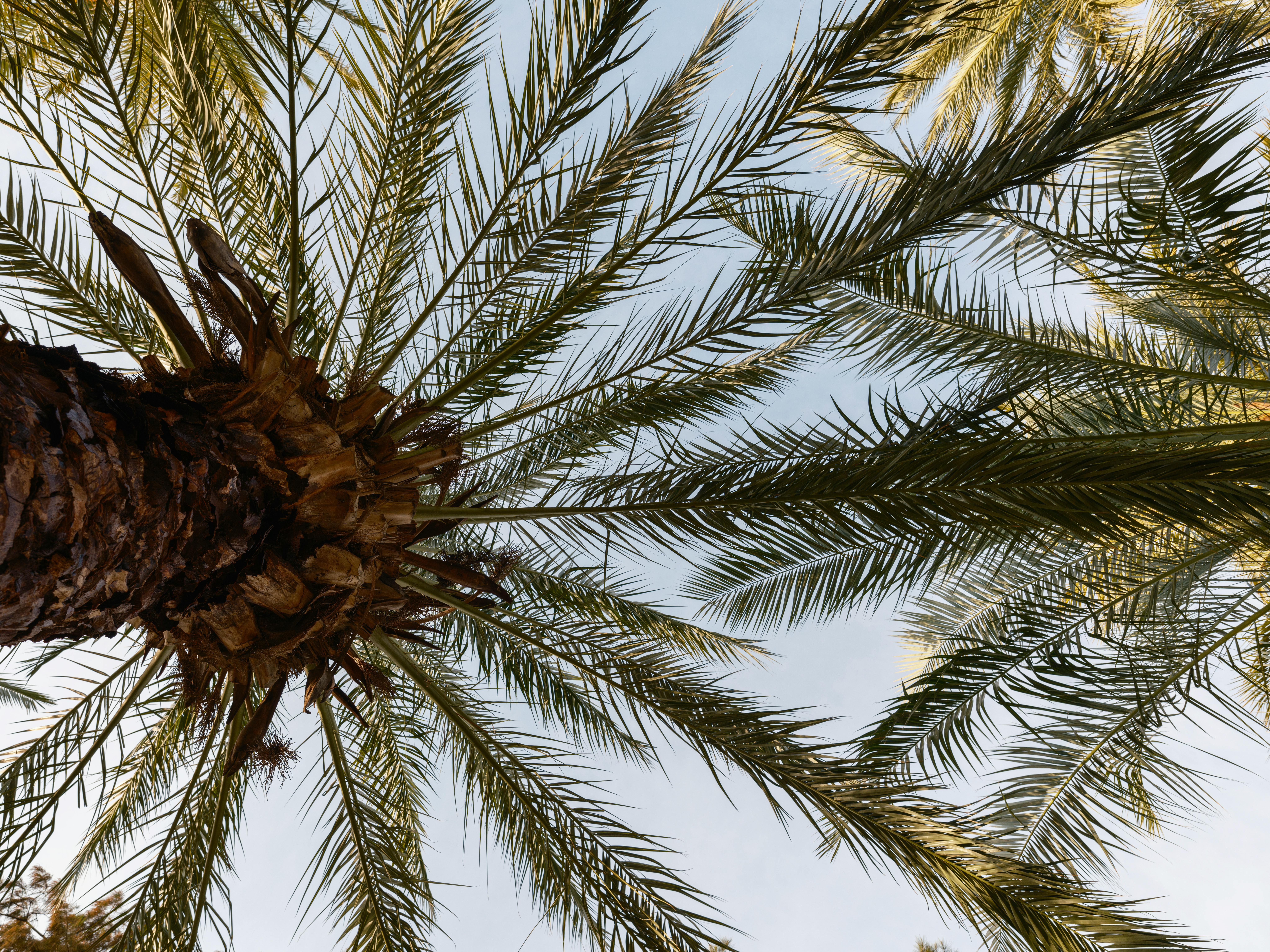Low Angle Shot of Palm Trees · Free Stock Photo