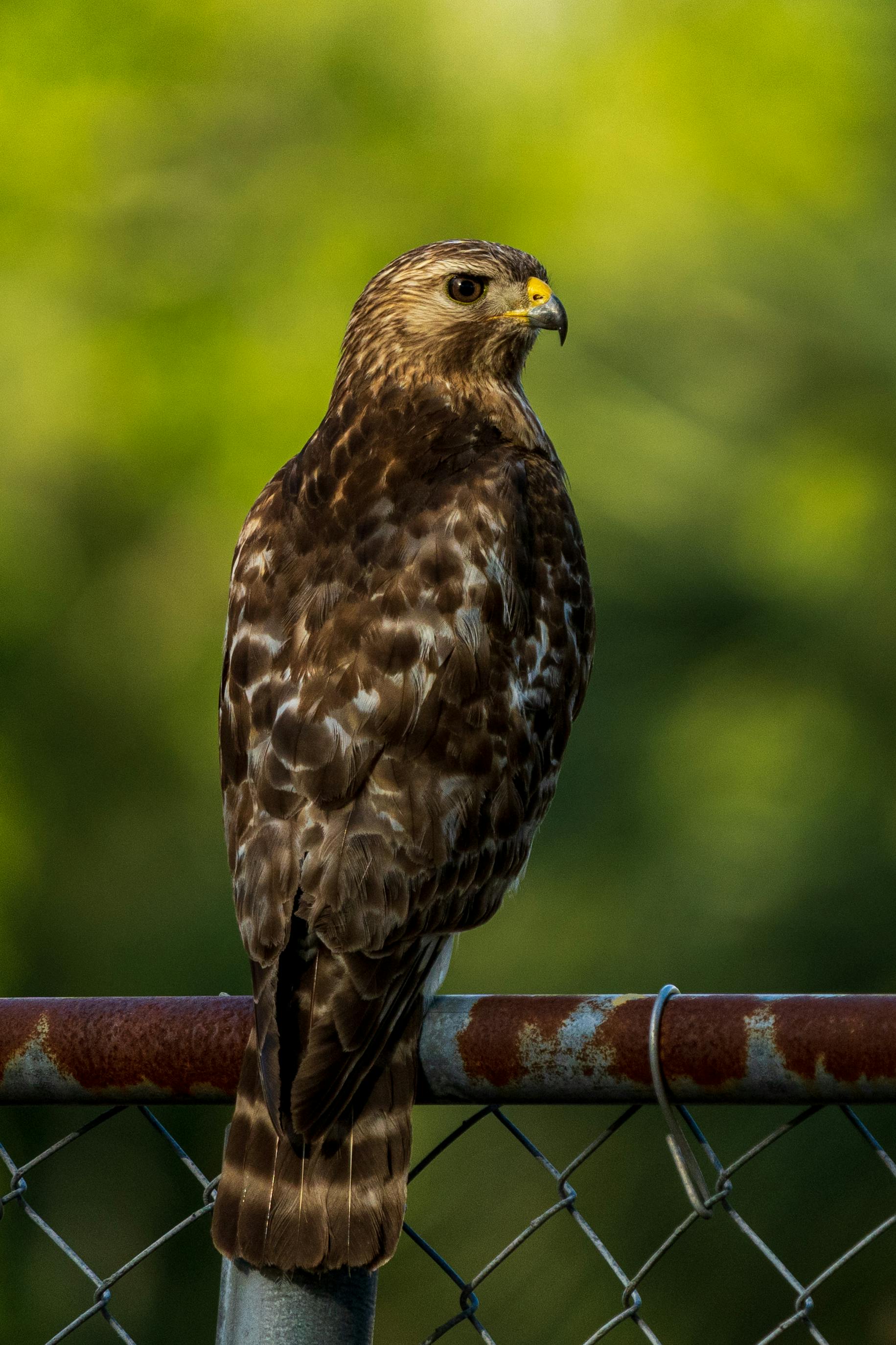 Free Eagle Eye Photos, Download The BEST Free Free Eagle Eye Stock ...