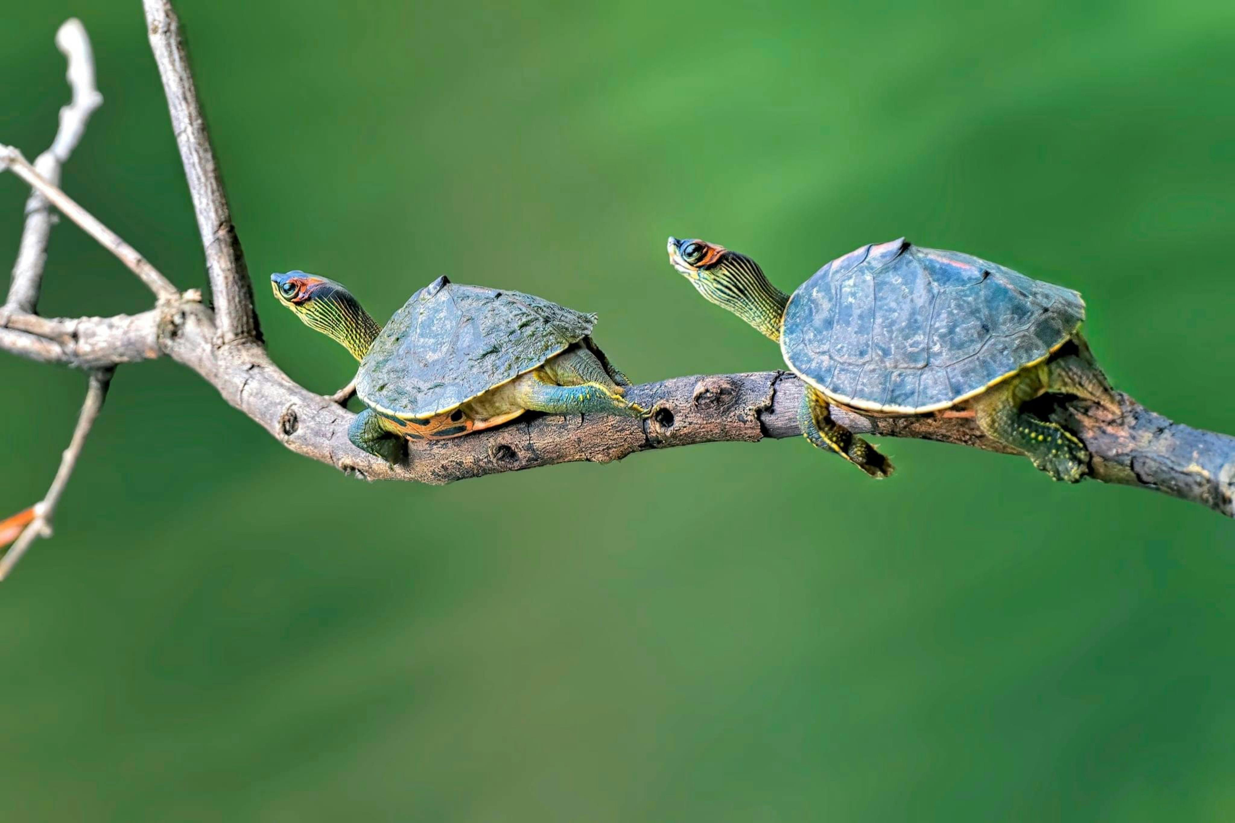Two Small Turtles Perching on a Tree Branch, against Blurred Green ...