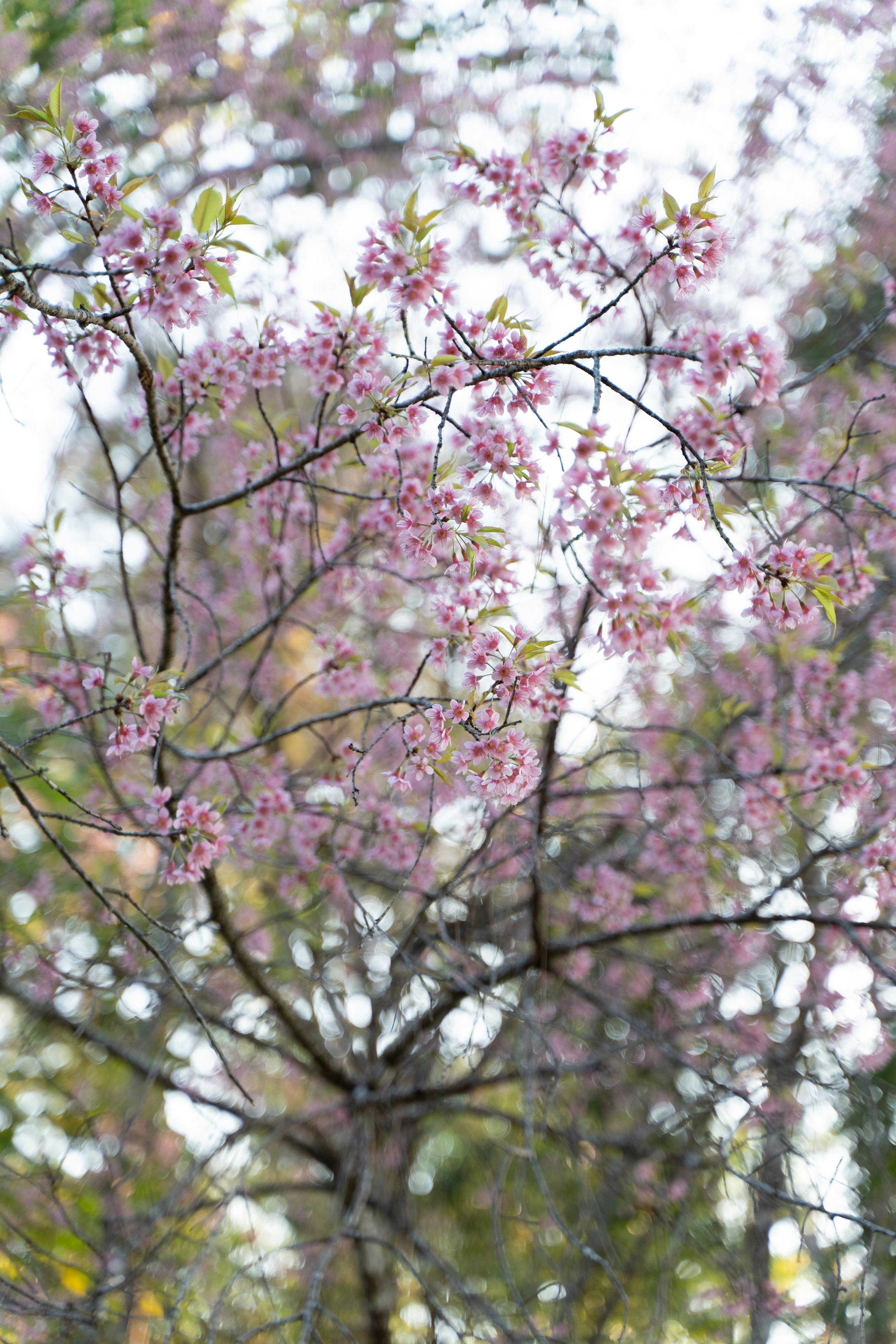 Fruit Trees Photos, Download The BEST Free Fruit Trees Stock Photos ...