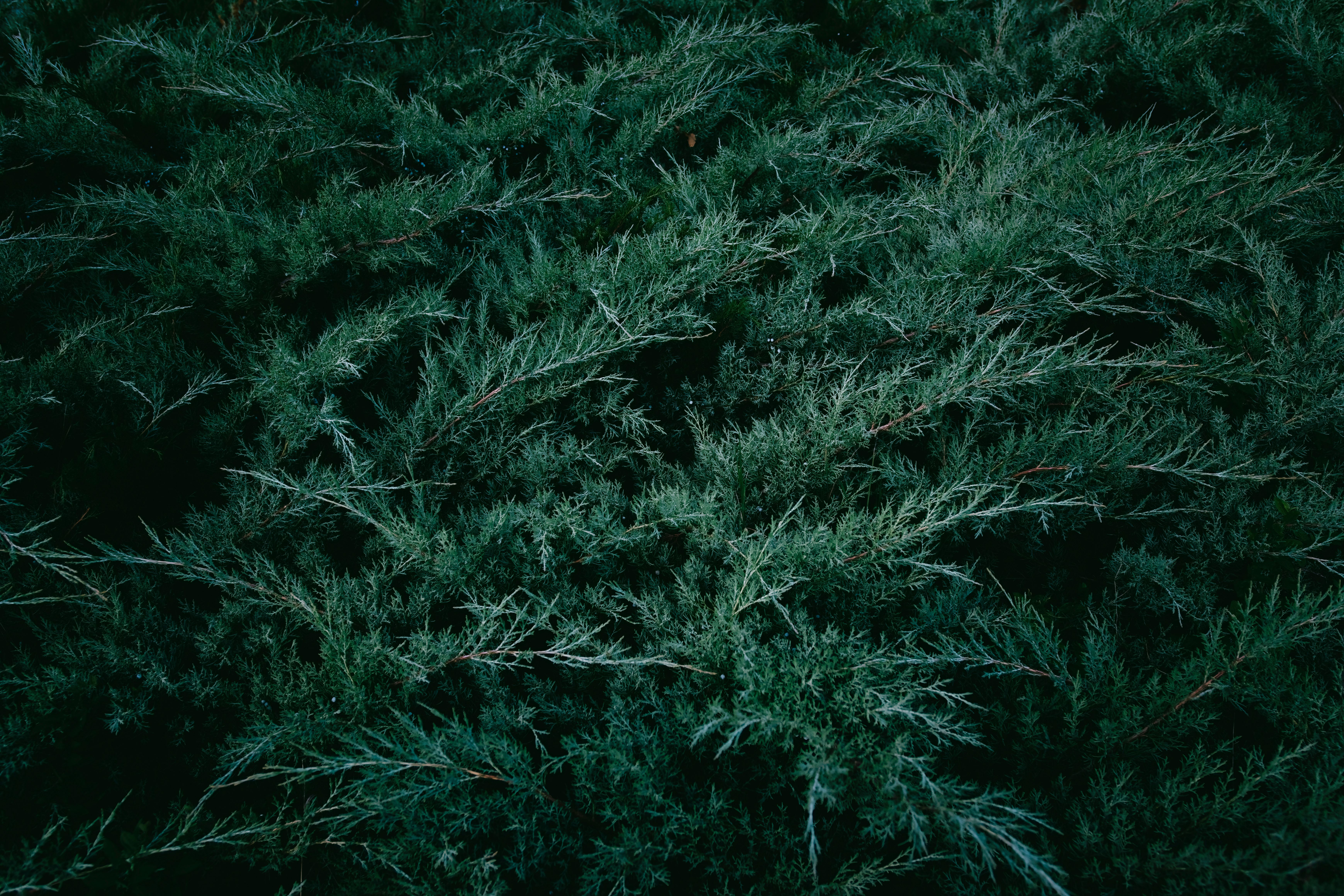 Green Conifer Branches · Free Stock Photo