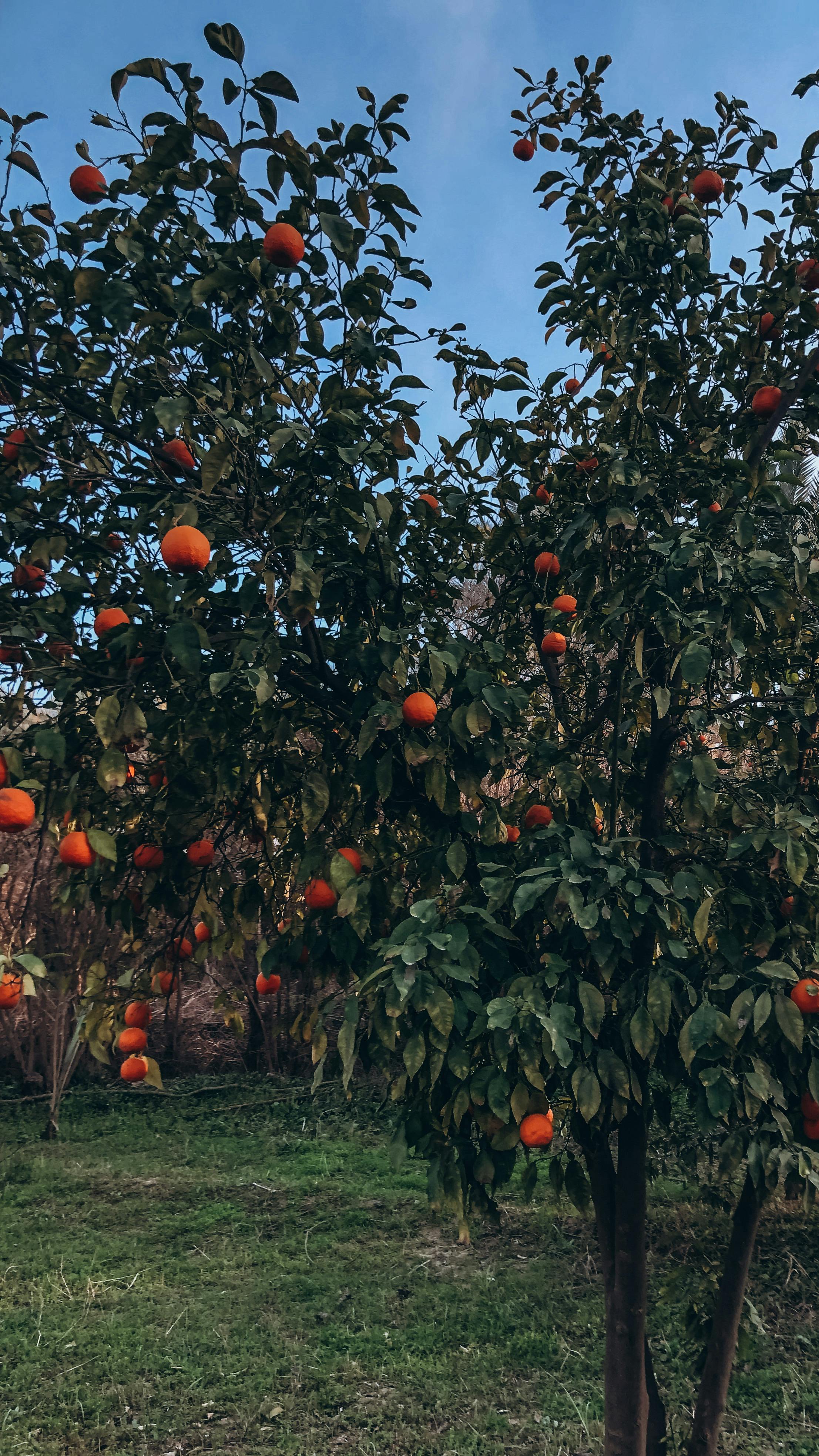 An Orange Tree in a Garden · Free Stock Photo