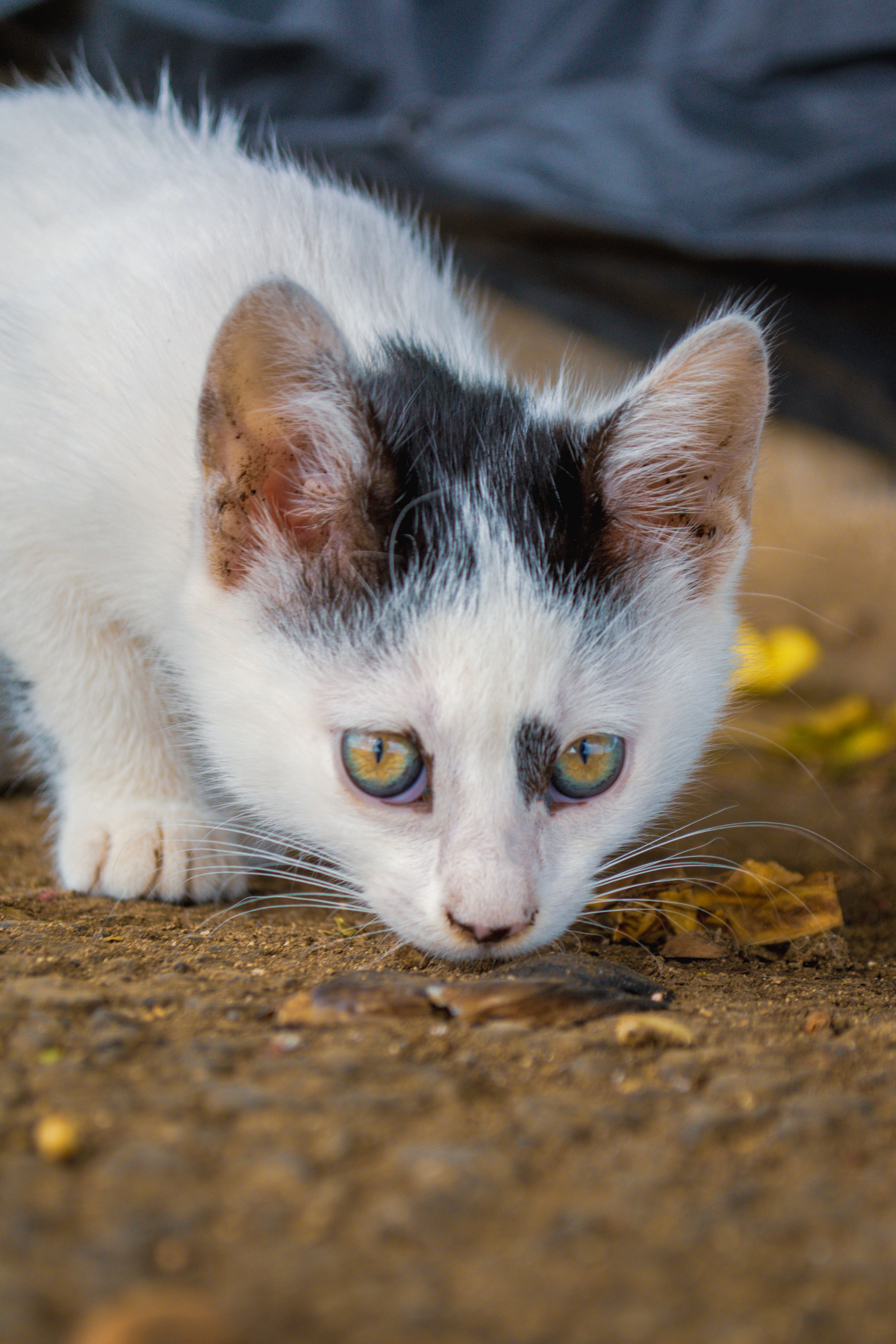 Cute Kitten Portrait · Free Stock Photo