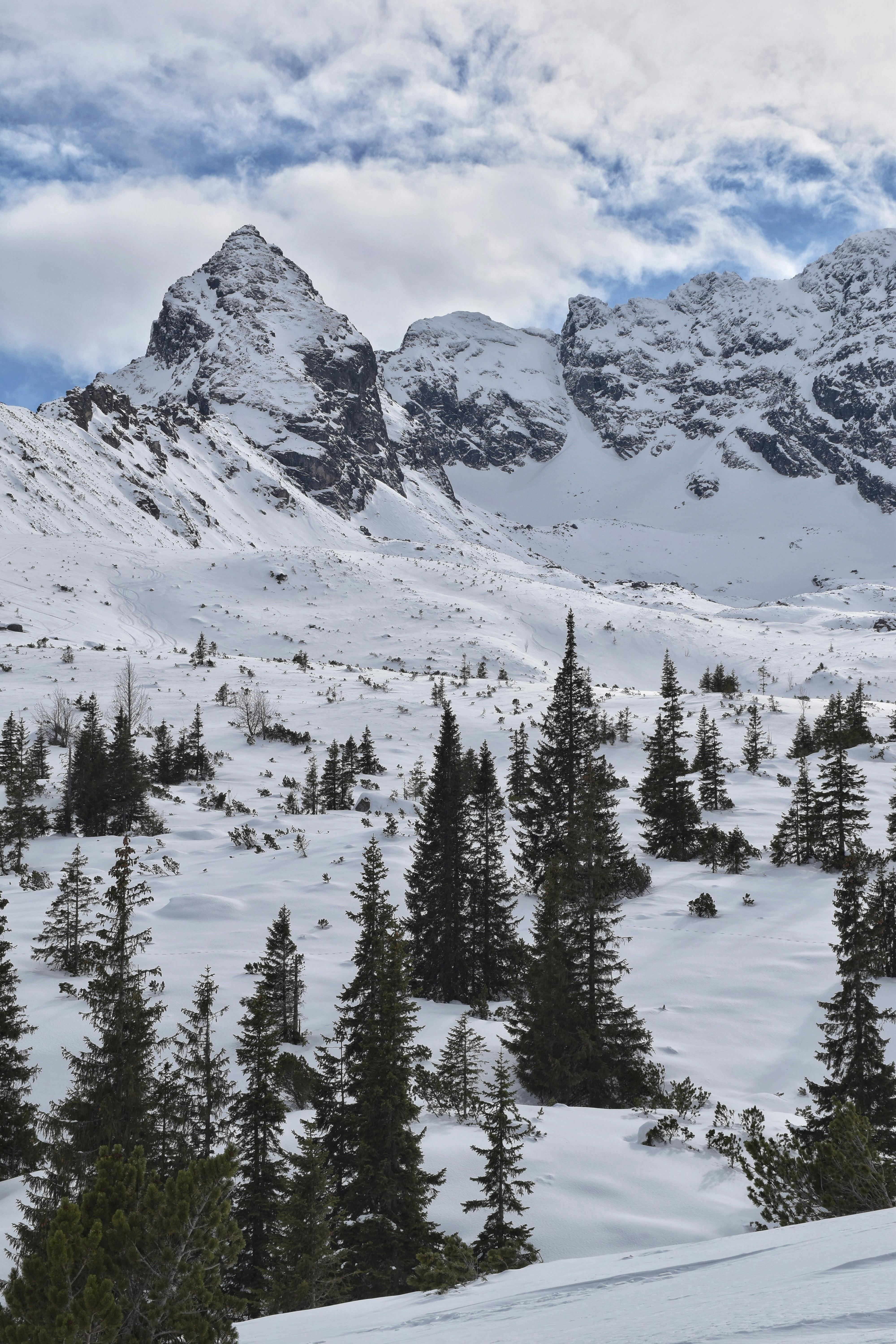 Landscape of Rocky, Snowcapped Mountains and Coniferous Trees in the ...