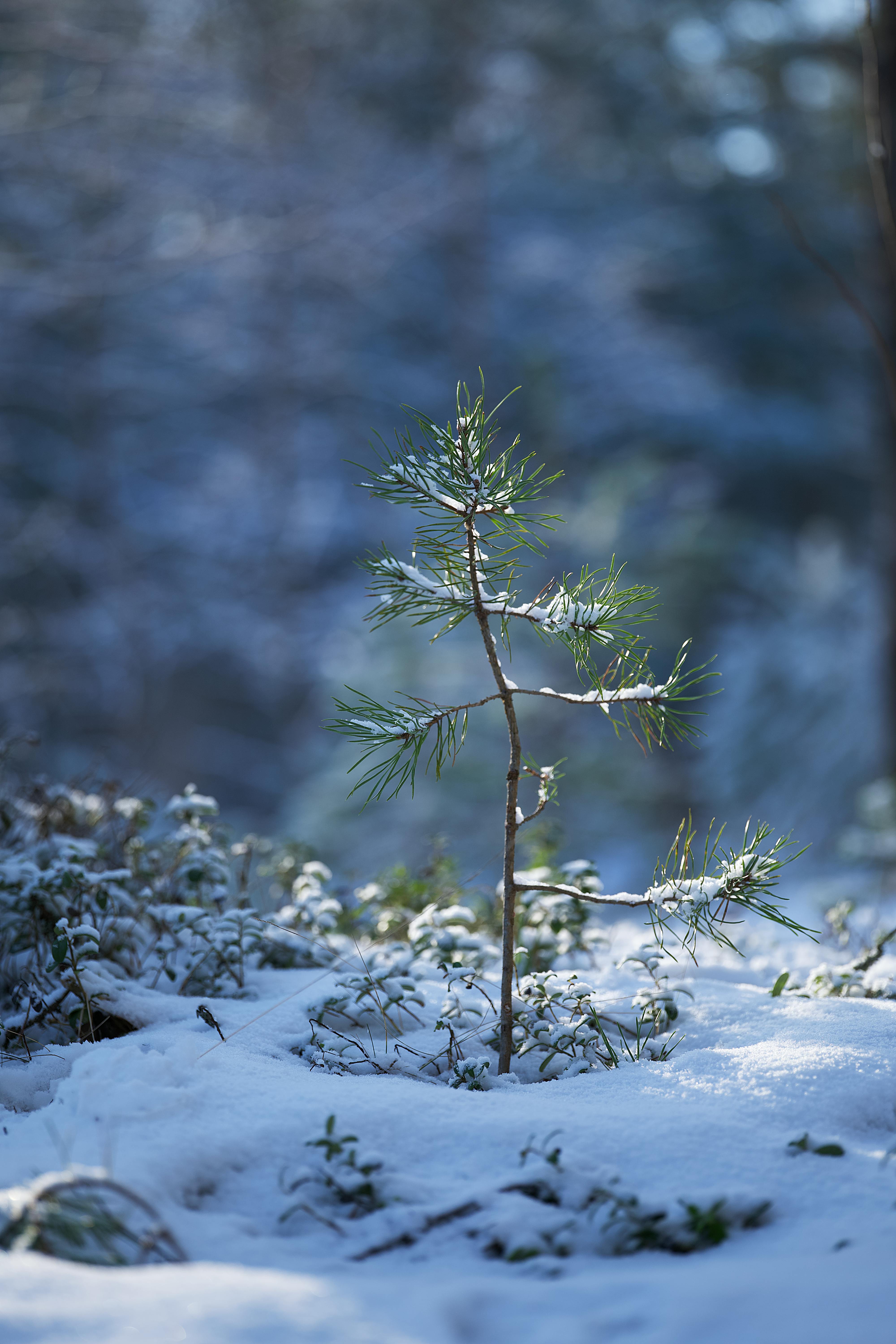 Conifer Tree Branch on Winter Day · Free Stock Photo