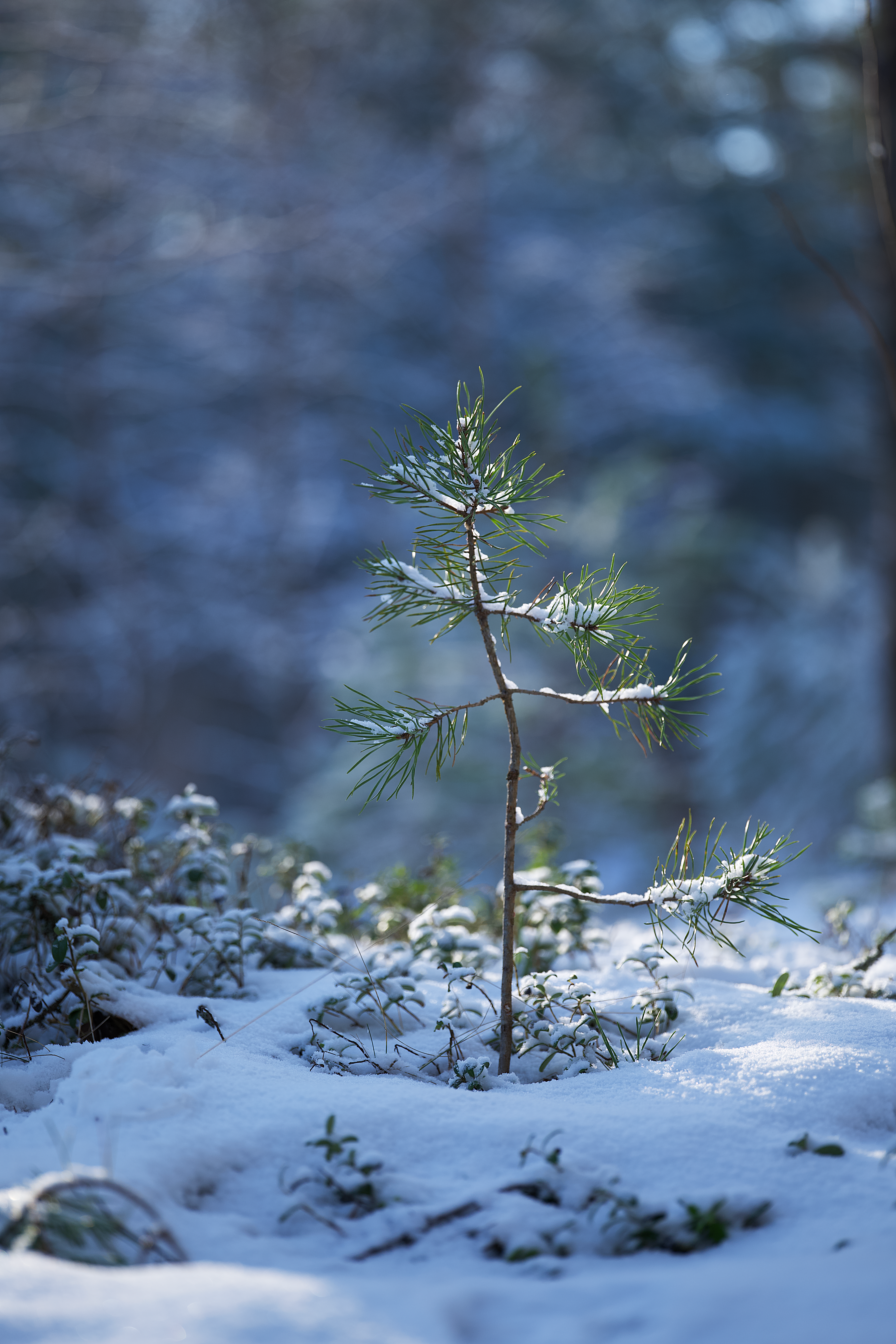Conifer Tree Branch on Winter Day · Free Stock Photo