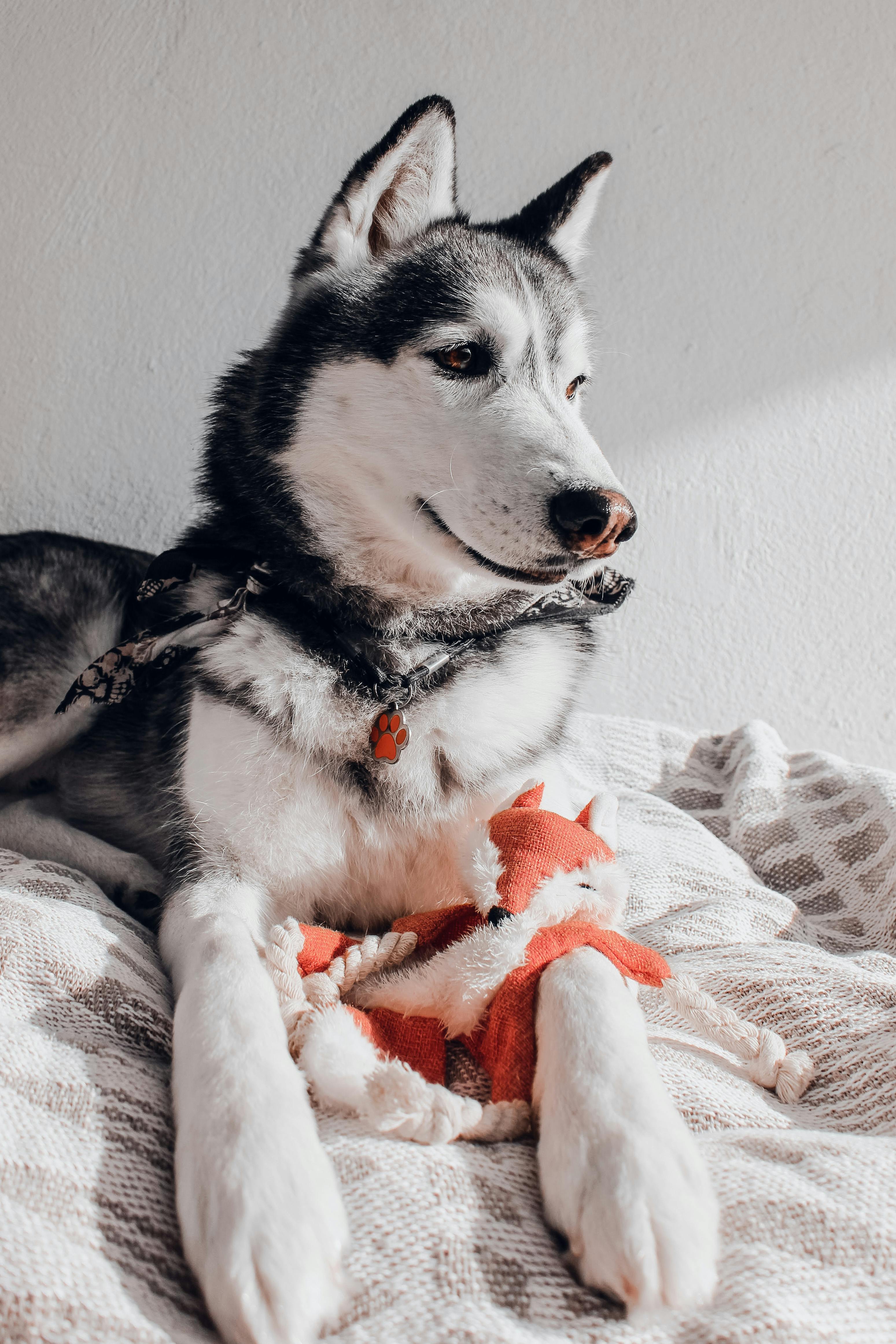 husky with a toy · Free Stock Photo