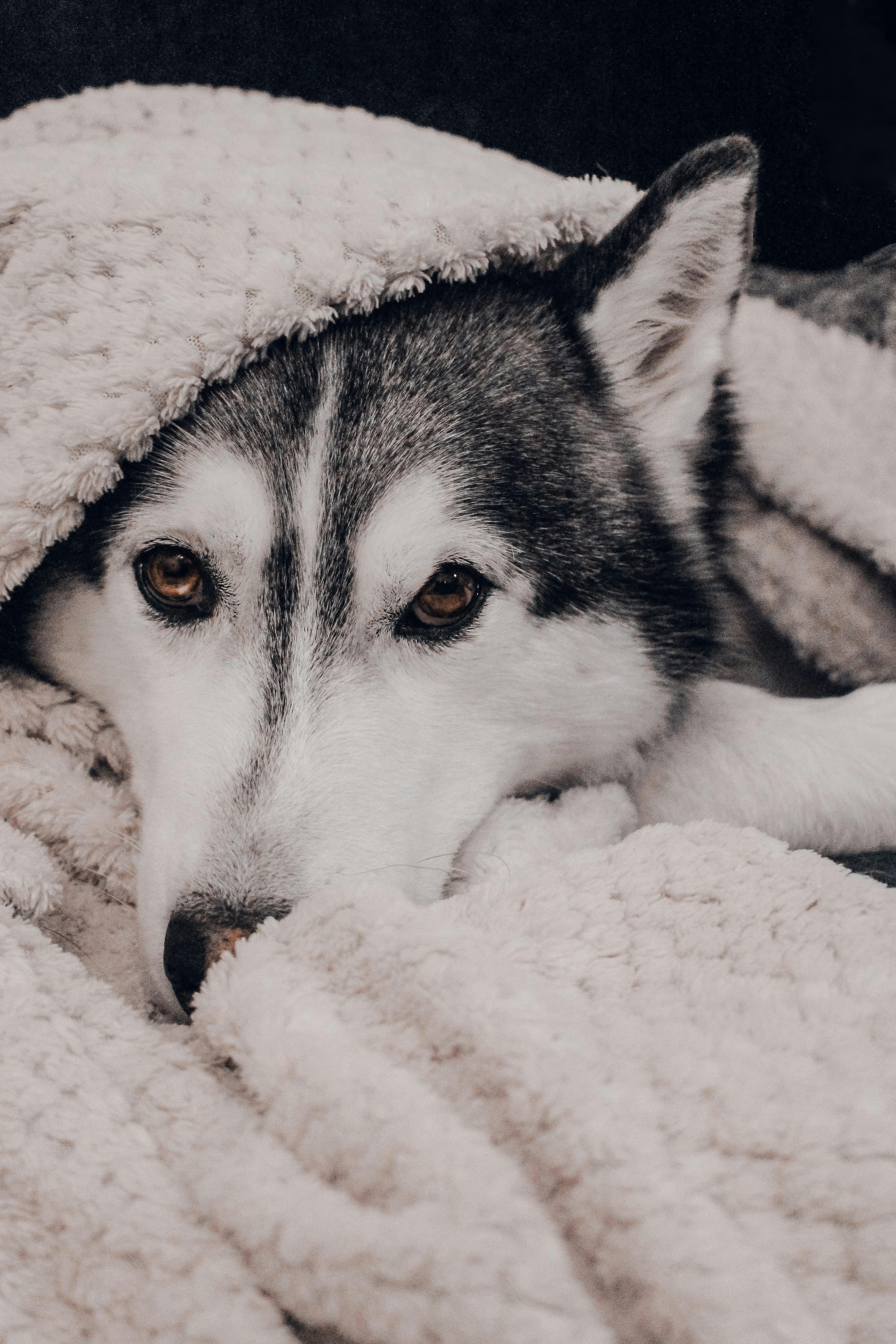 Cute Dog Wrapped in Blanket · Free Stock Photo