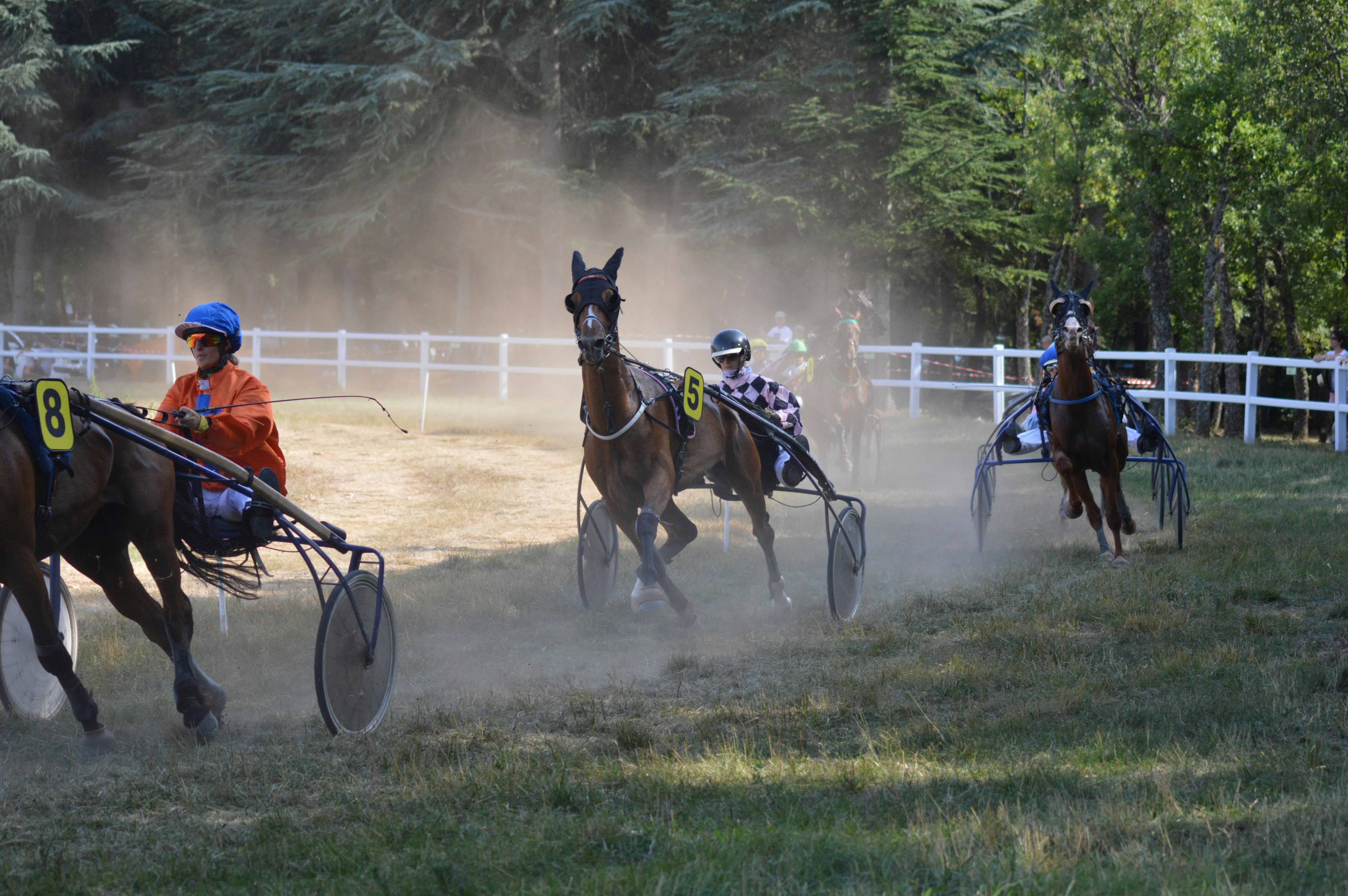 Horses with Sulkies in a Harness Race · Free Stock Photo