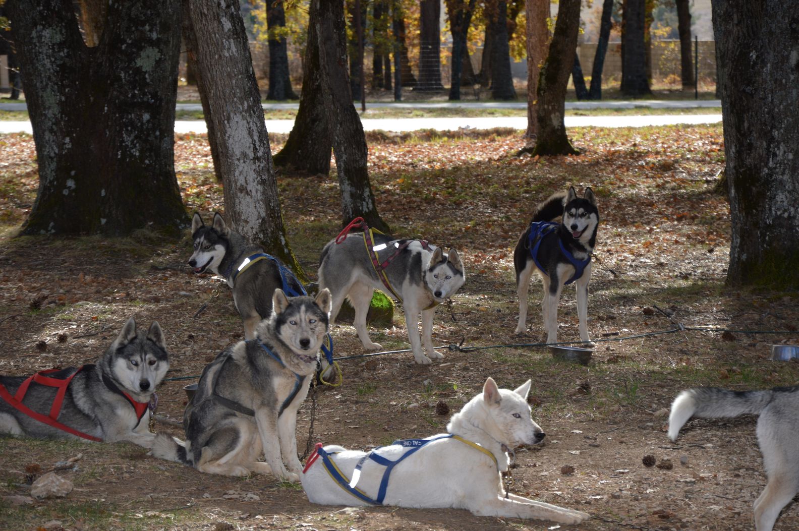 Unpacking Canine Behavior: Are Dogs Pack Animals?
