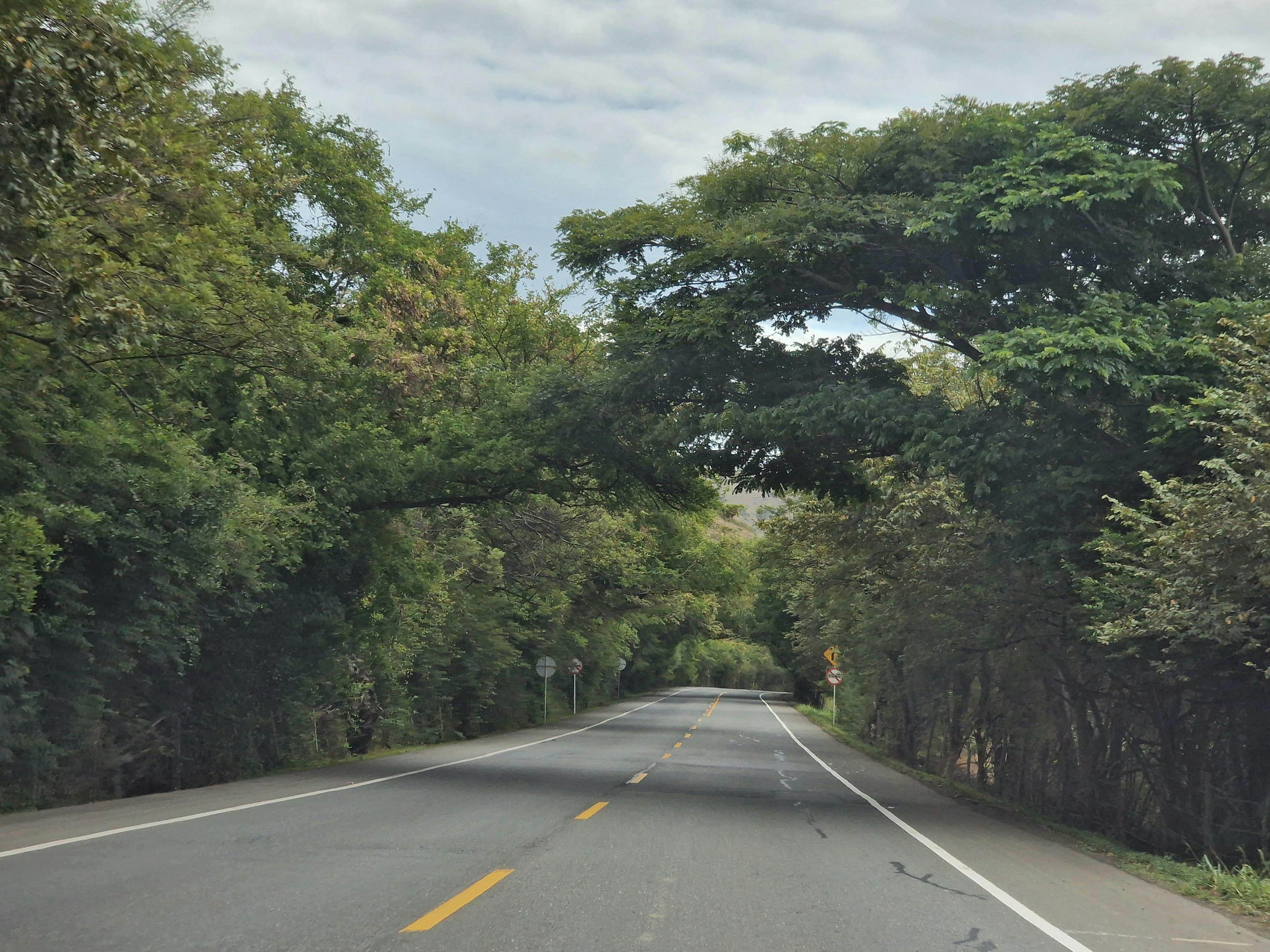 A Country Road through Trees · Free Stock Photo