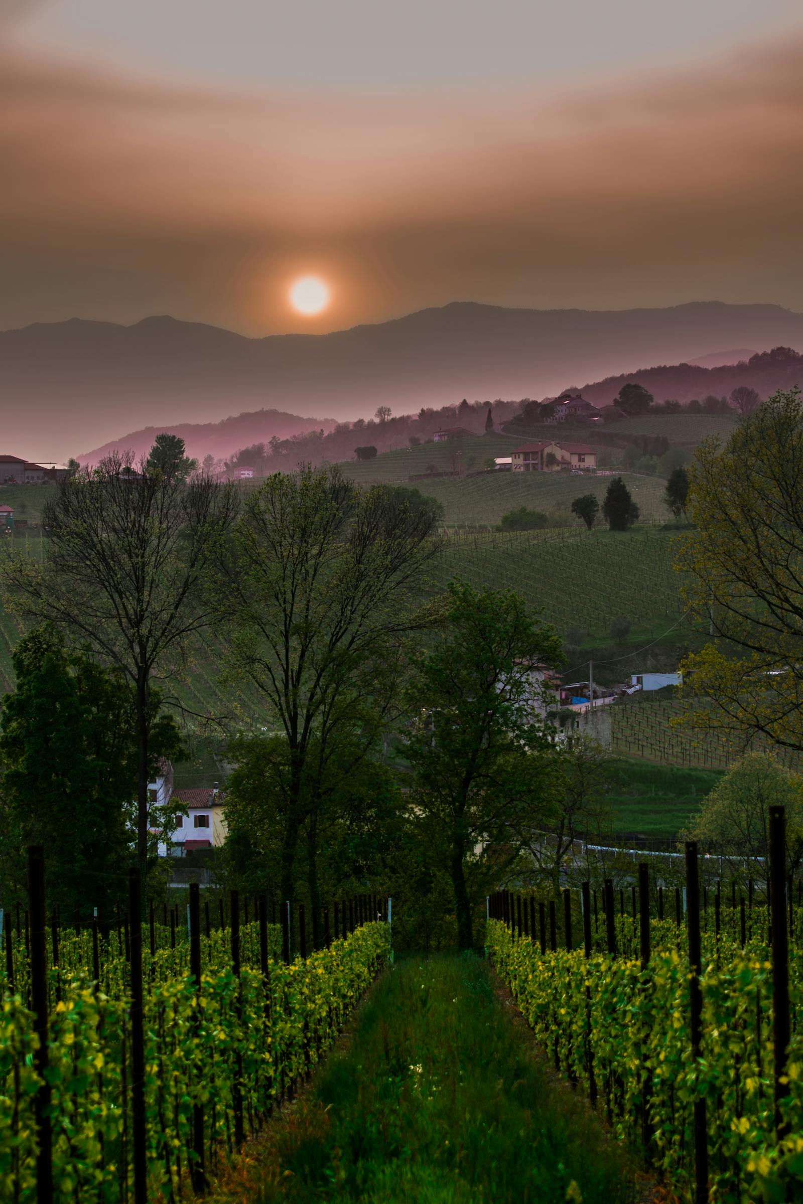 Vineyard Sunset Photos, Download The BEST Free Vineyard Sunset Stock ...