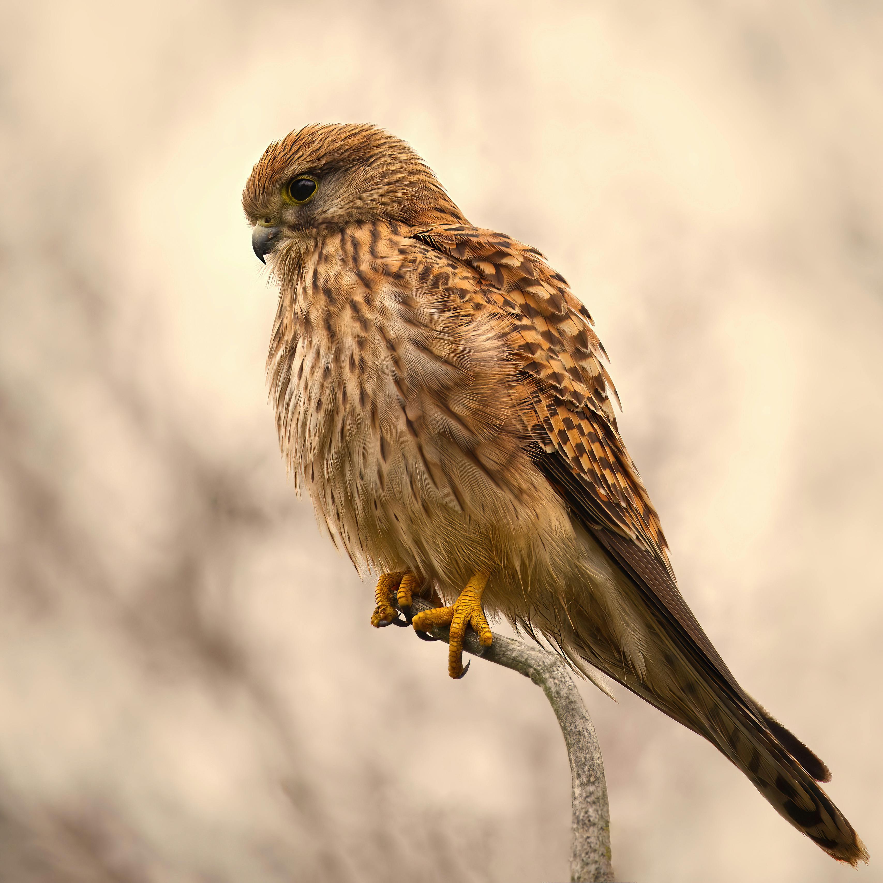 Lesser Kestrel Perching on a Twig · Free Stock Photo