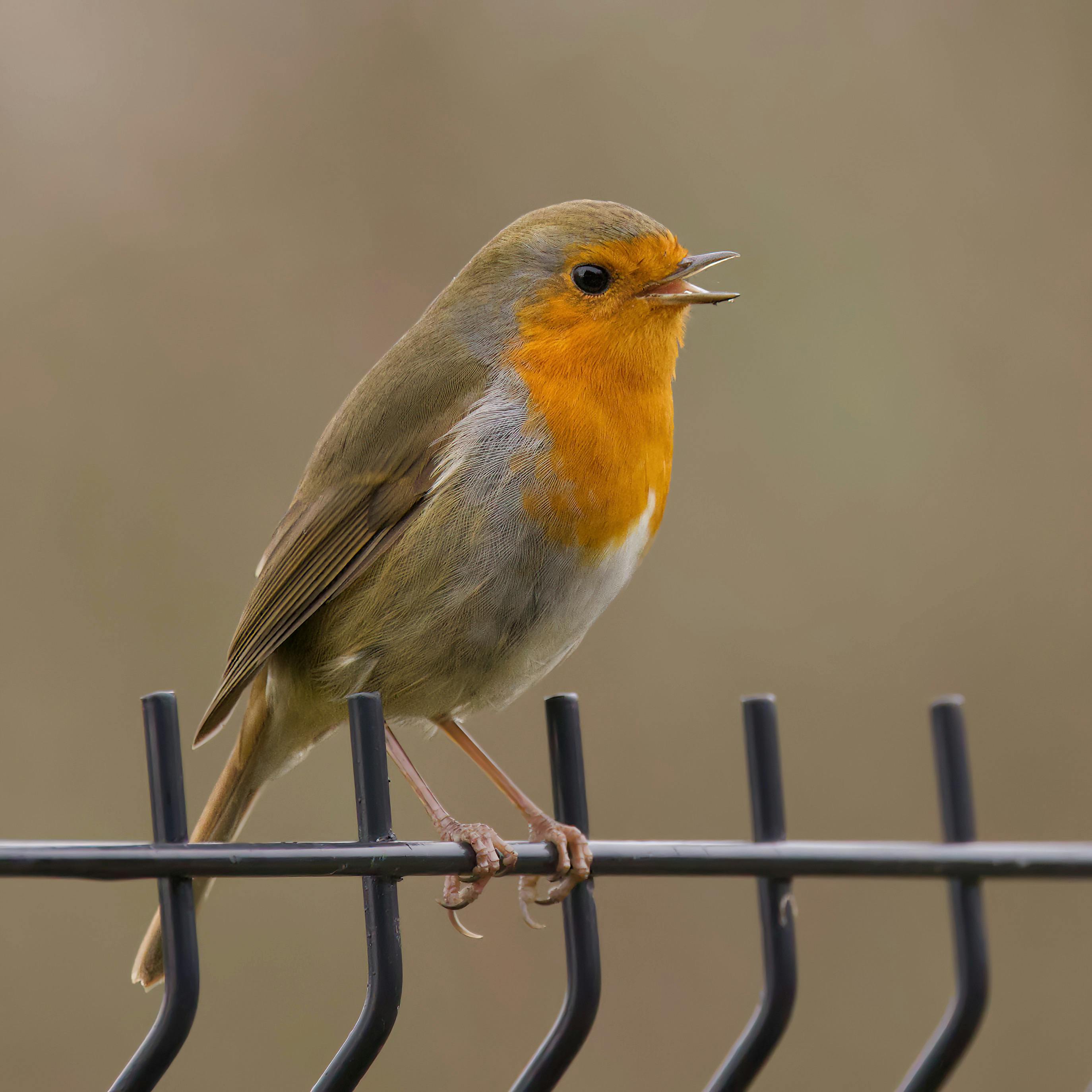 Robin Catching Worm · Free Stock Photo