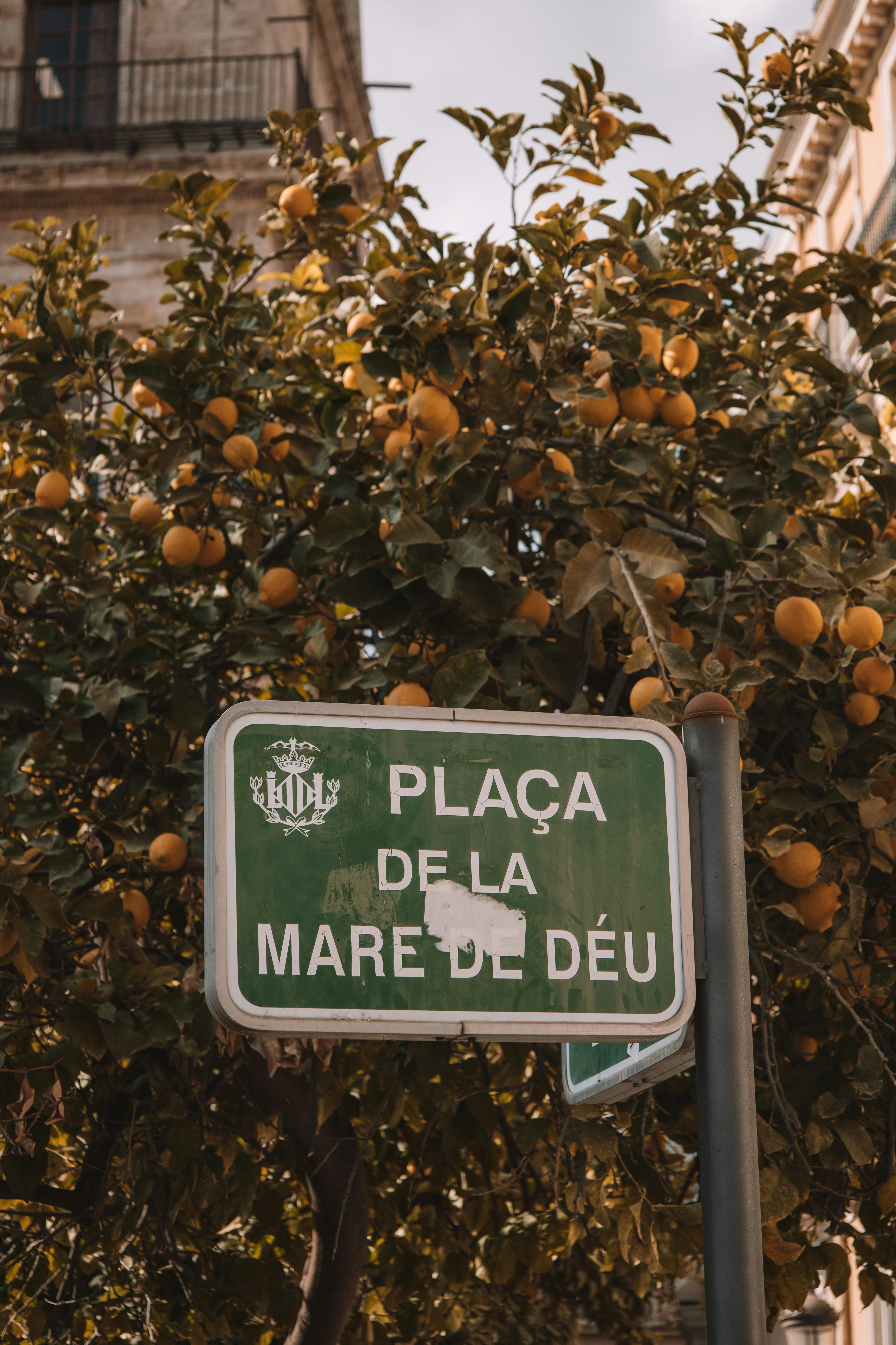 Lemon Tree Growing behind Street Sign · Free Stock Photo