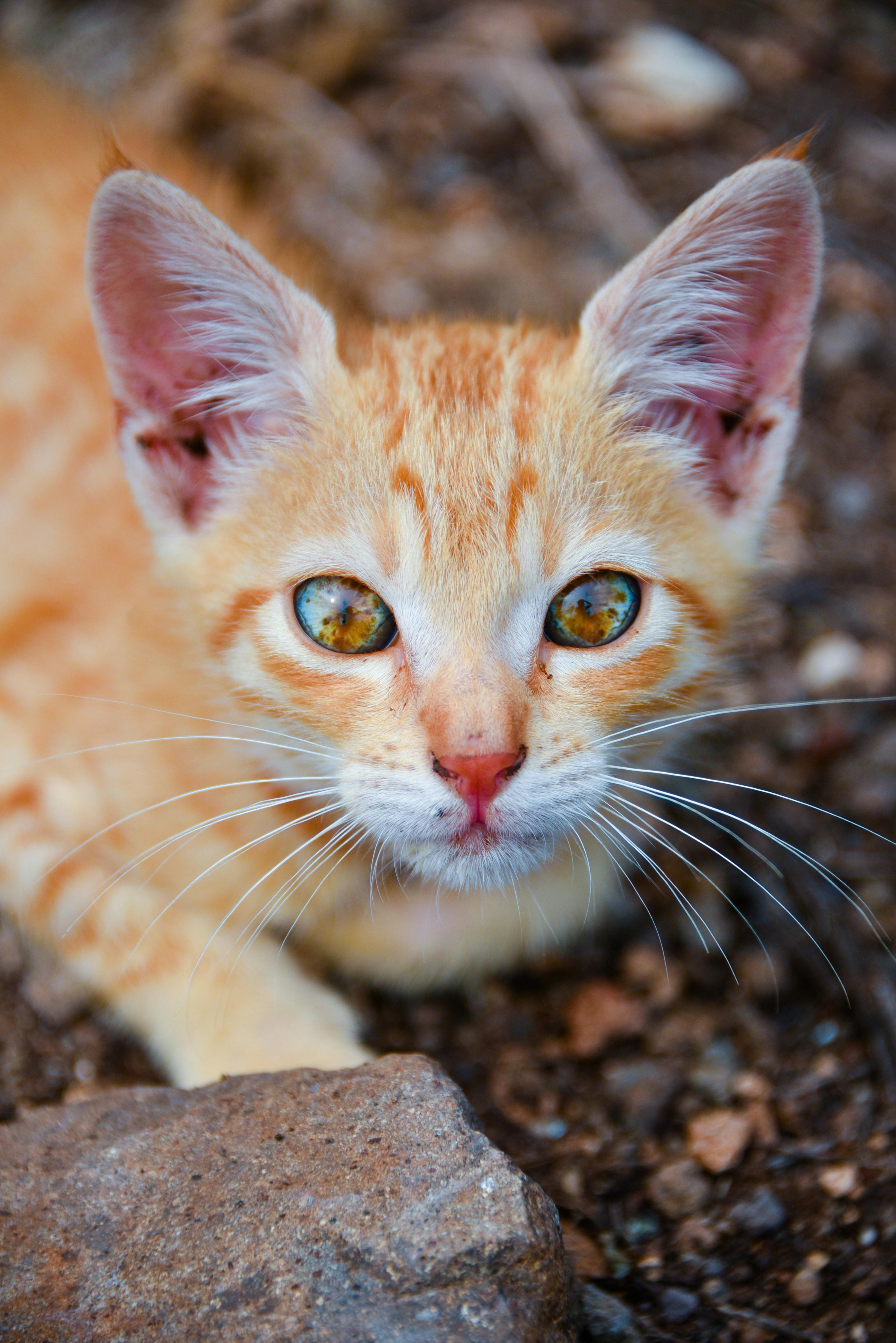 Staring Ginger Kitten · Free Stock Photo